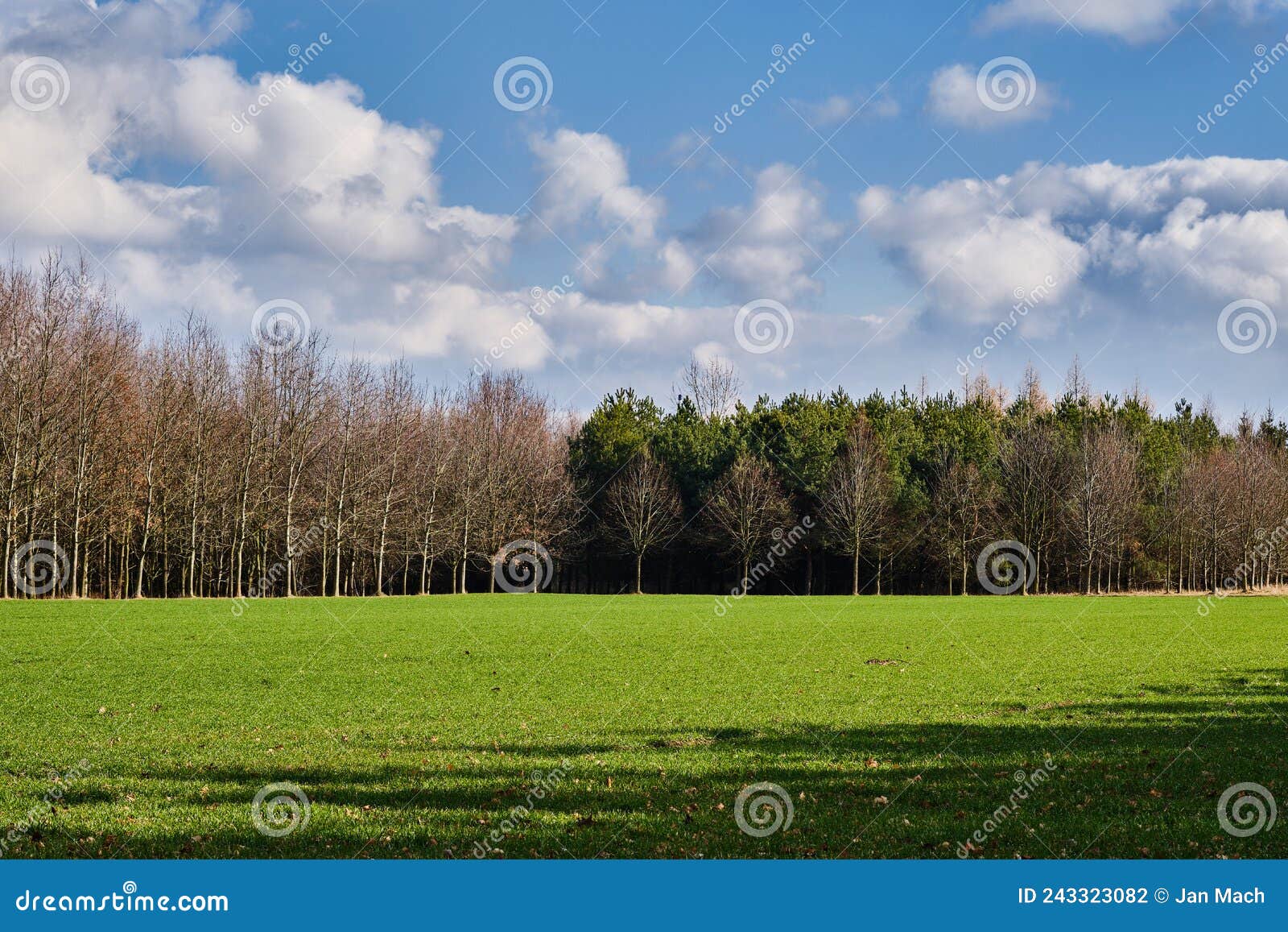 Green Field Surrounded by Trees Stock Photo - Image of green, meadow ...
