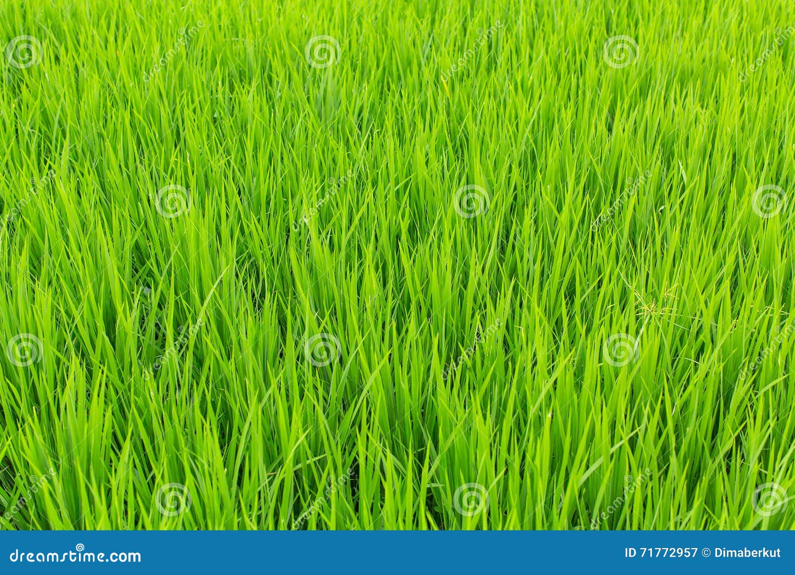 A Green Field of Tall Grass. Nature. Stock Image - Image of blue, leaf ...