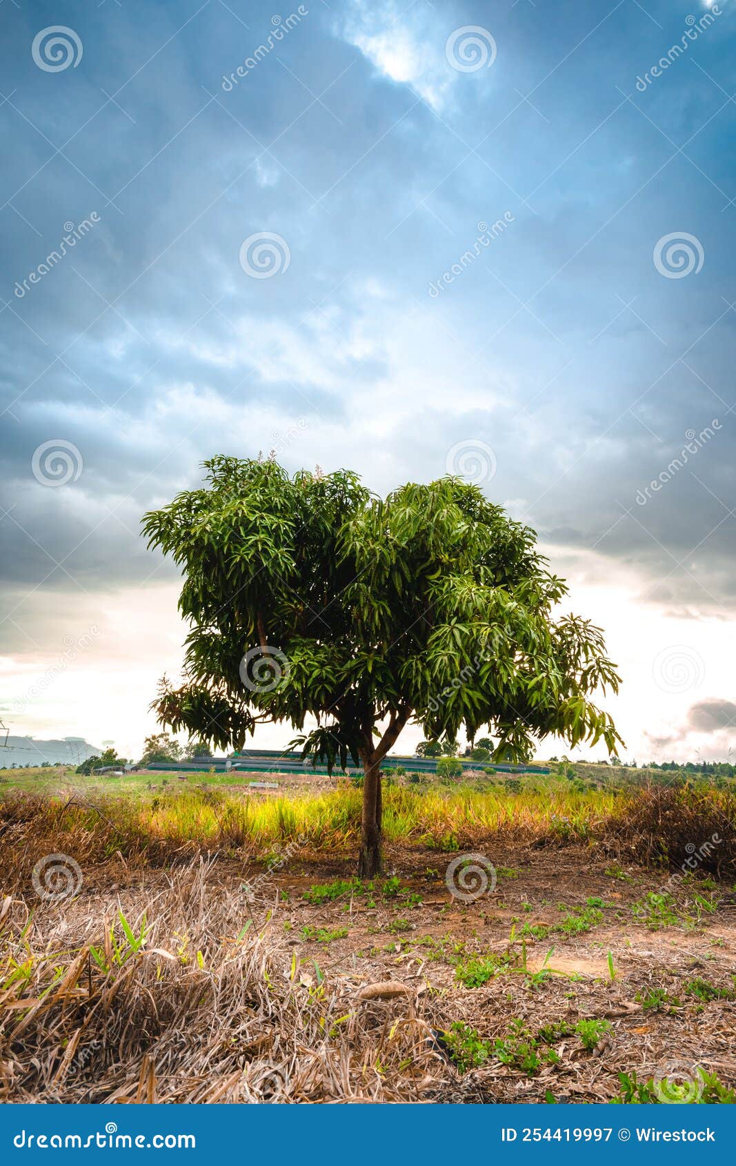 Green Field with Tall Trees on a Sunny Day Stock Image - Image of tall ...