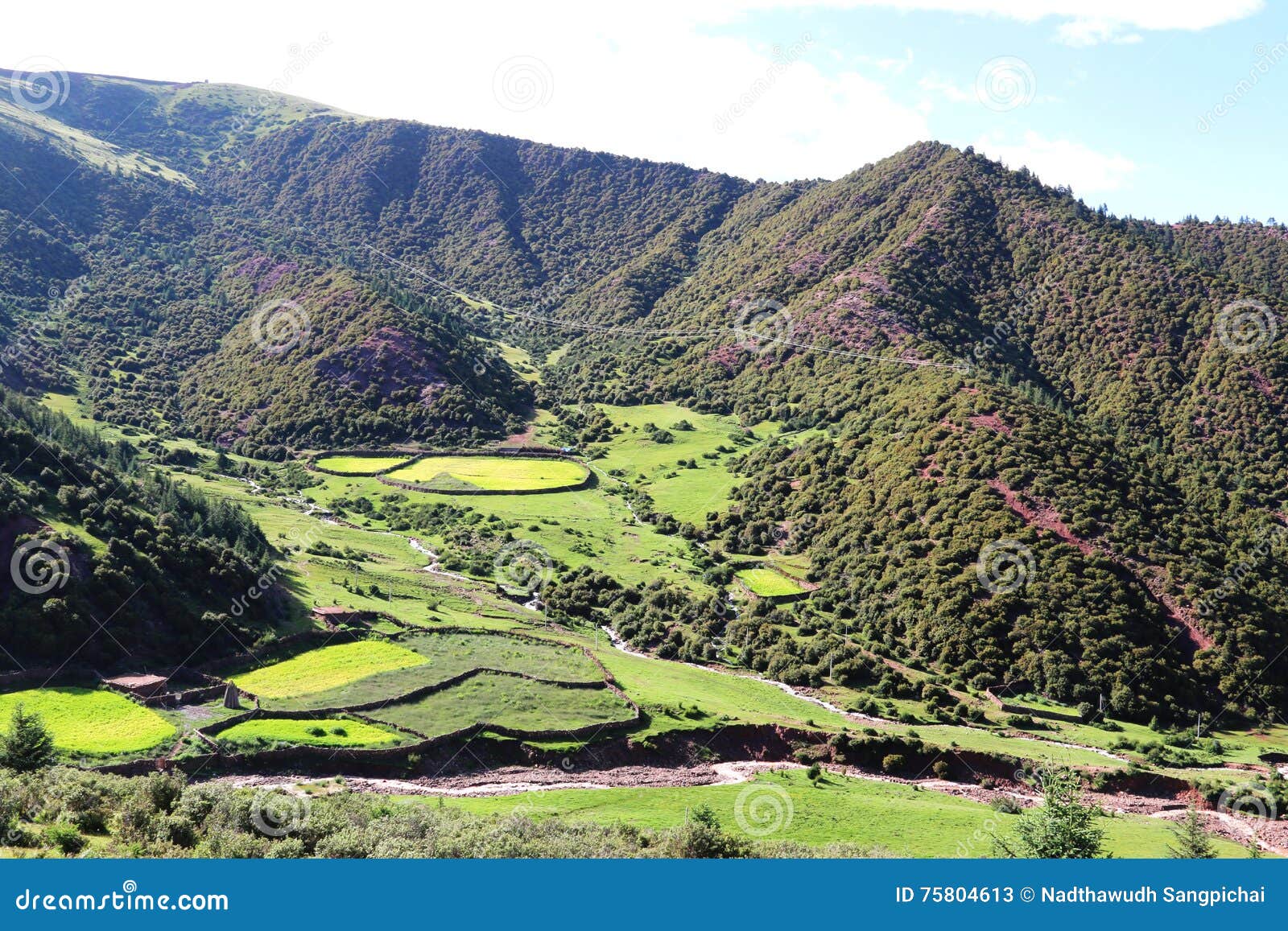 Green field at Tibet stock image. Image of green, lovely - 75804613