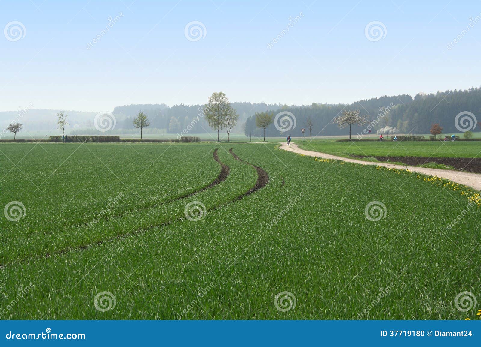 Green Field with Tractor Track in the Morning Stock Photo - Image of ...