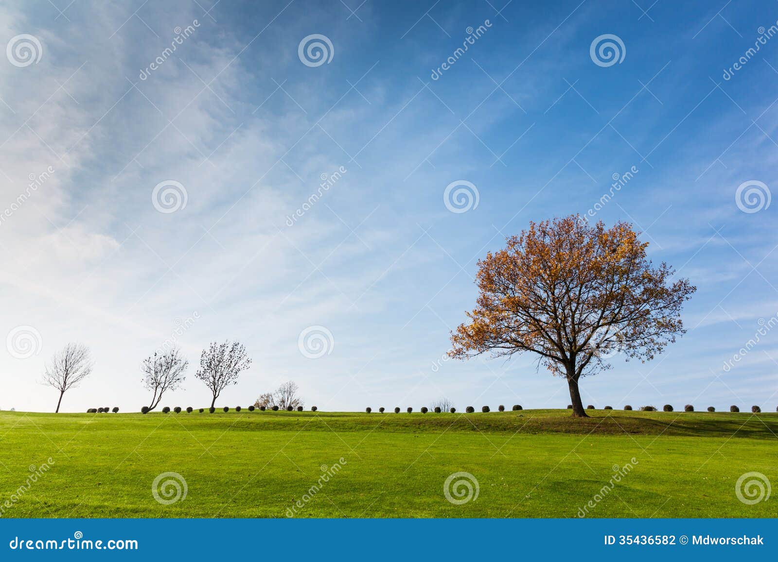 Green Field with a Tree and Blue Sky Stock Photo - Image of beautiful ...
