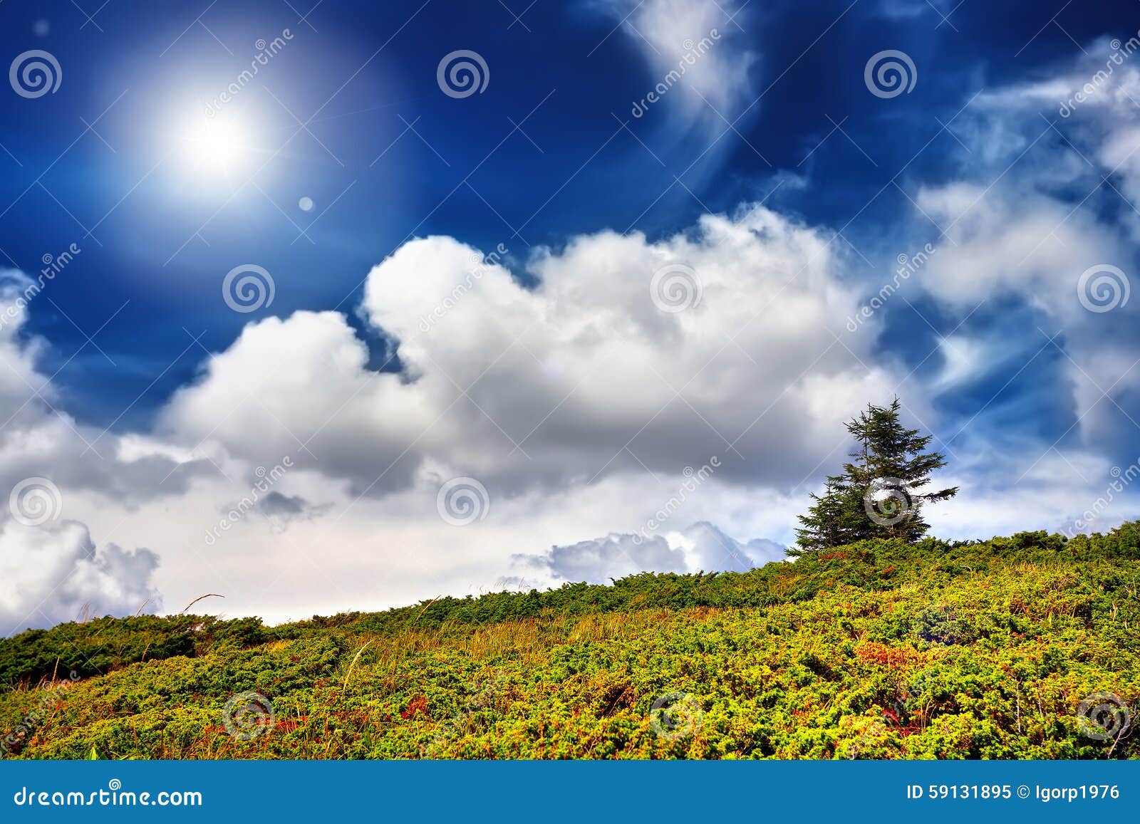 Green Field and Tree and Blue Sky with Sun Beam Background Stock Image ...