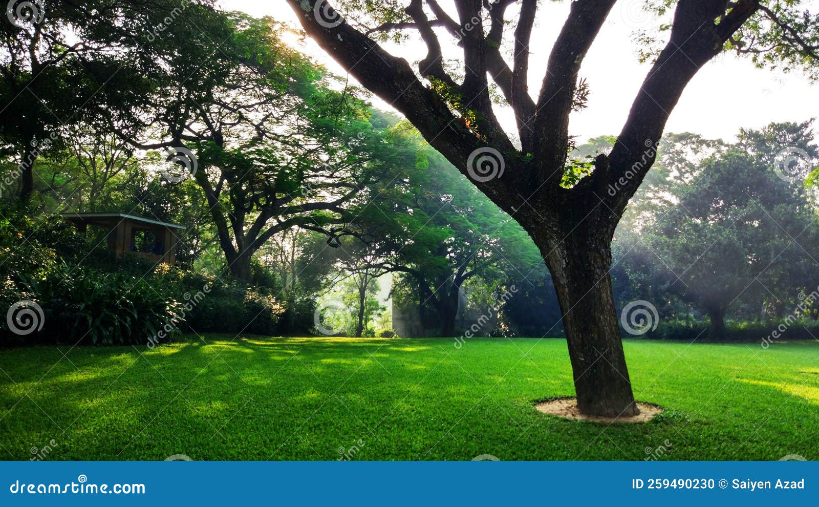 Green Field and Tree at Comilla Bangladesh Stock Photo - Image of green, tree: 259490230