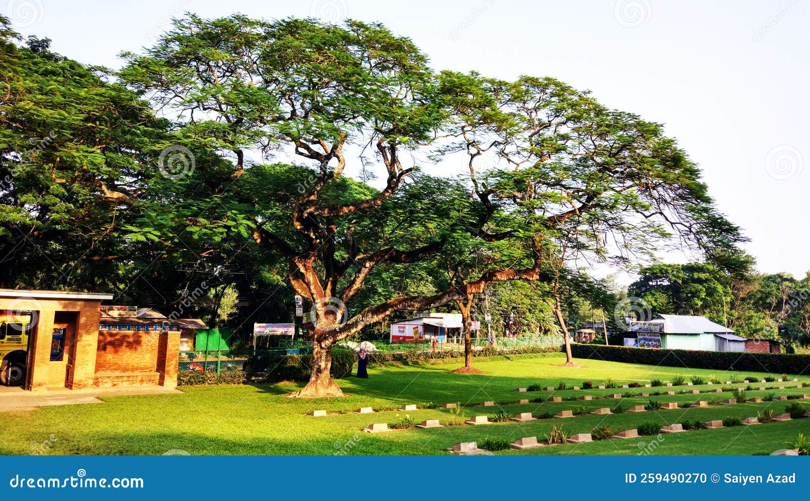 Green Field and Tree at Comilla Bangladesh Stock Photo - Image of bangladesh, trees: 259490270