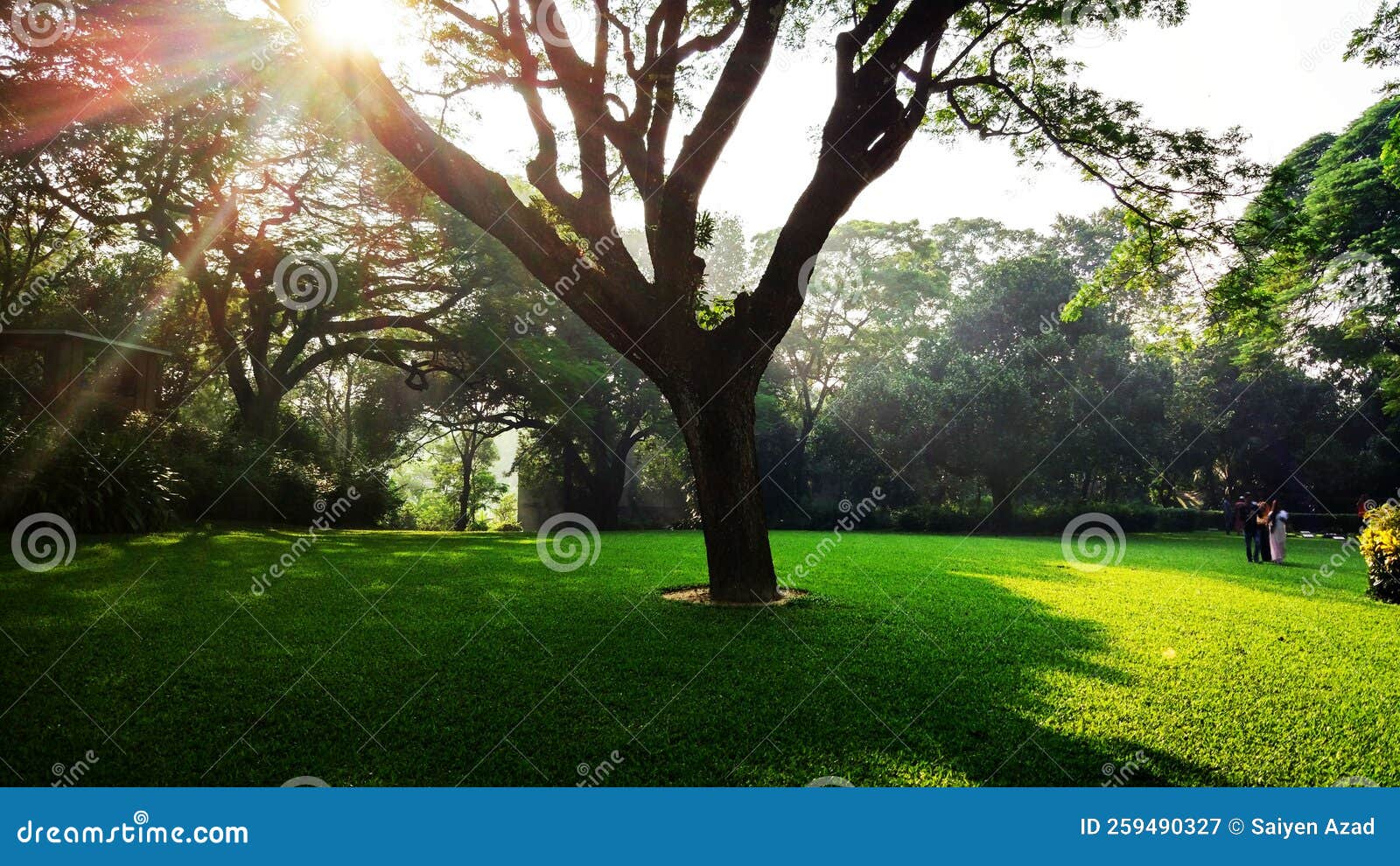 What Is A National Tree Of Bangladesh at Amber Mcleod blog