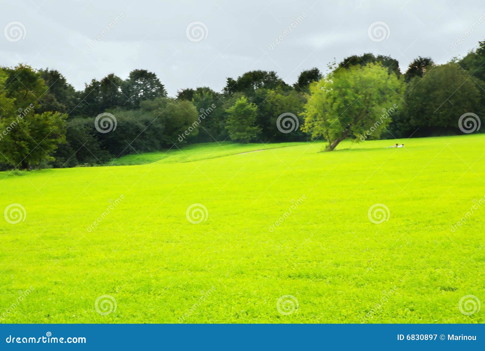 Green Field with Trees in the Park Stock Image - Image of landscaped ...