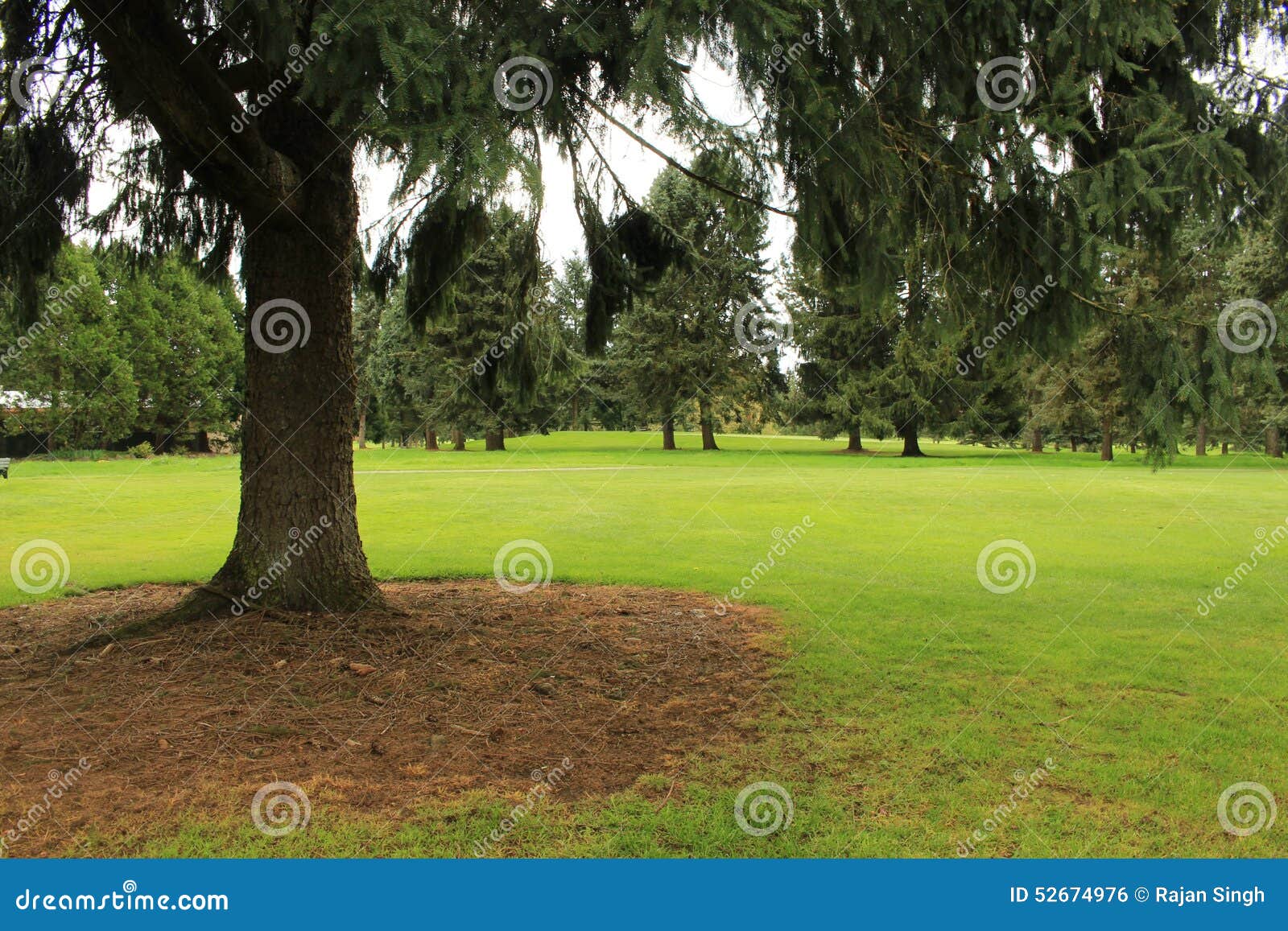 Green field and trees stock photo. Image of outdoor, landscape - 52674976