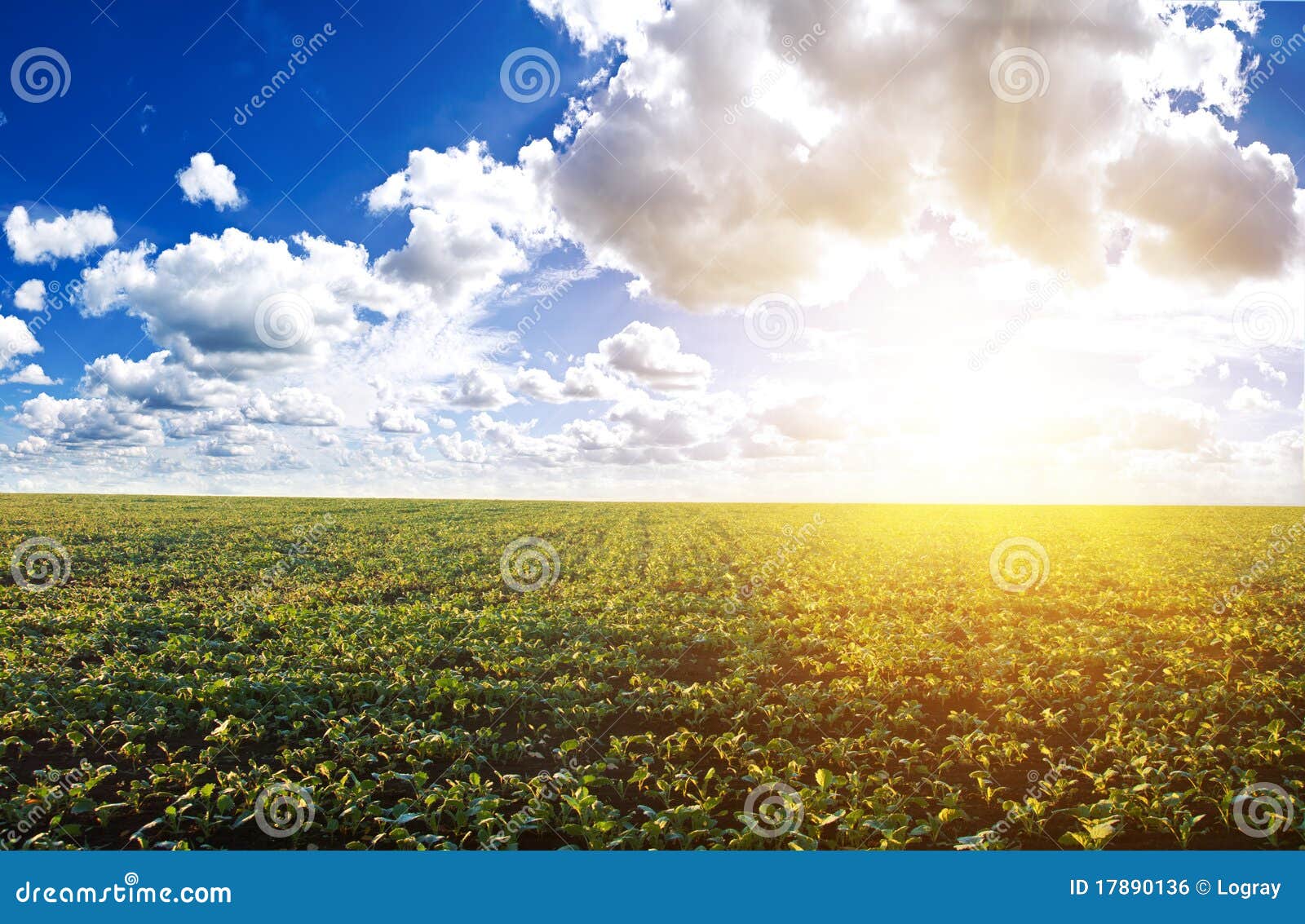 Green Field Under Midday Sun Stock Photo - Image of road, forest: 17890136