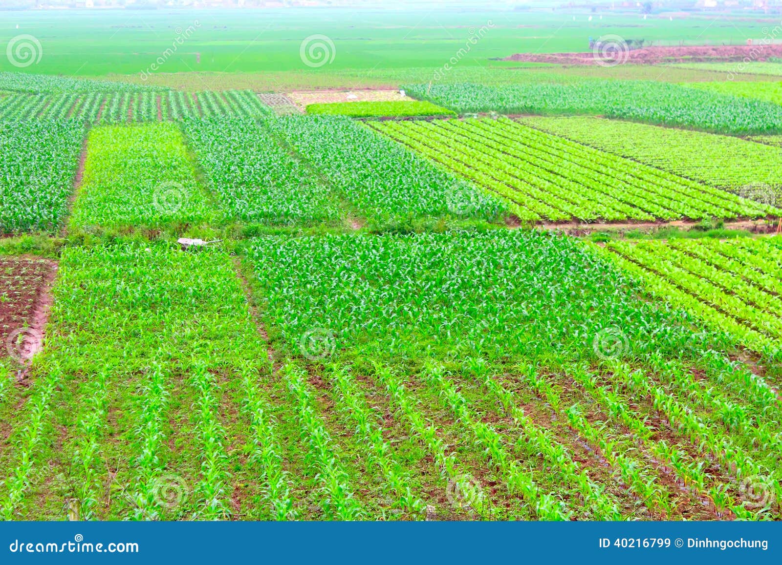 The Green Field of Vegetables Stock Image - Image of growing, green ...