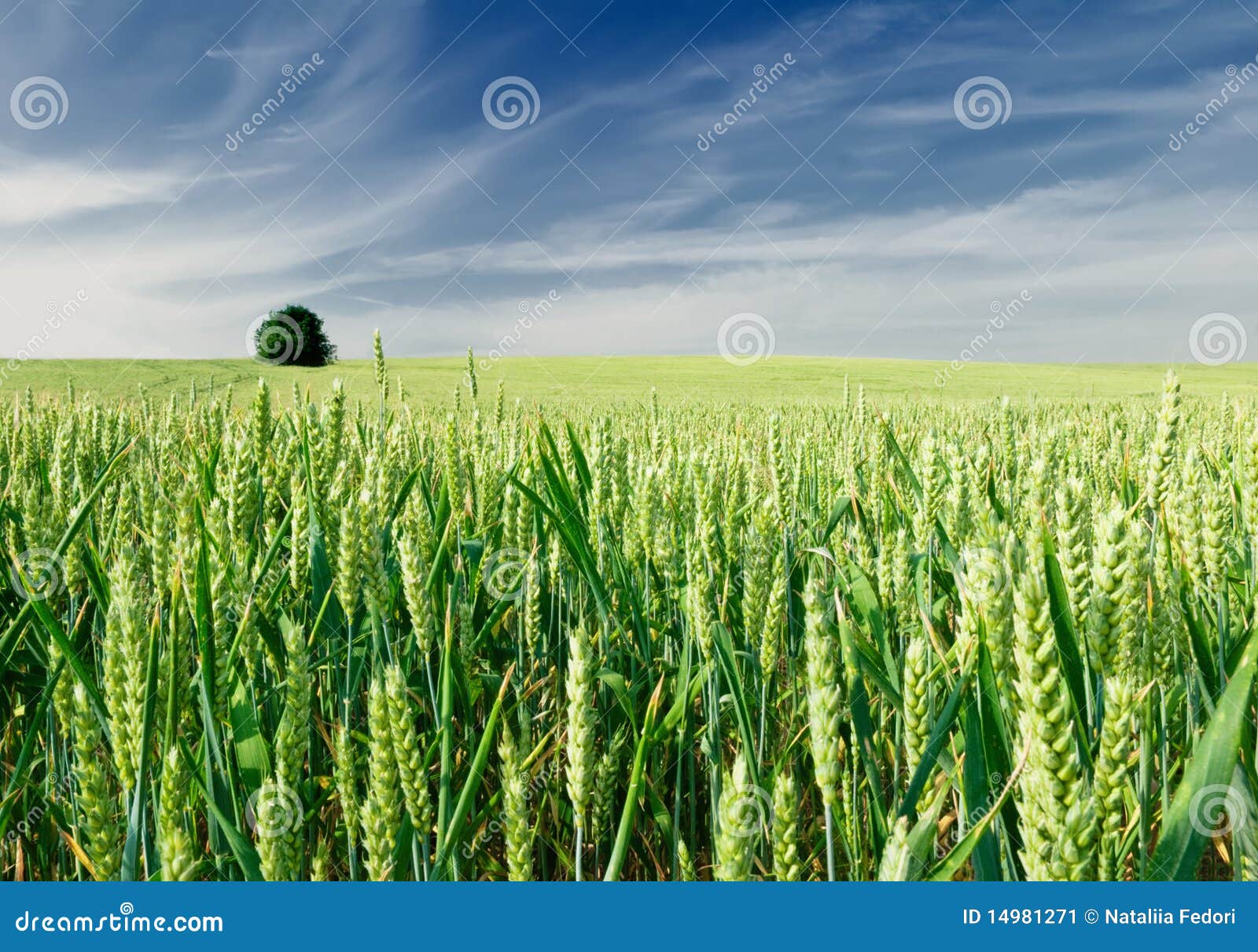 Green field of wheat stock image. Image of blue, grow - 14981271
