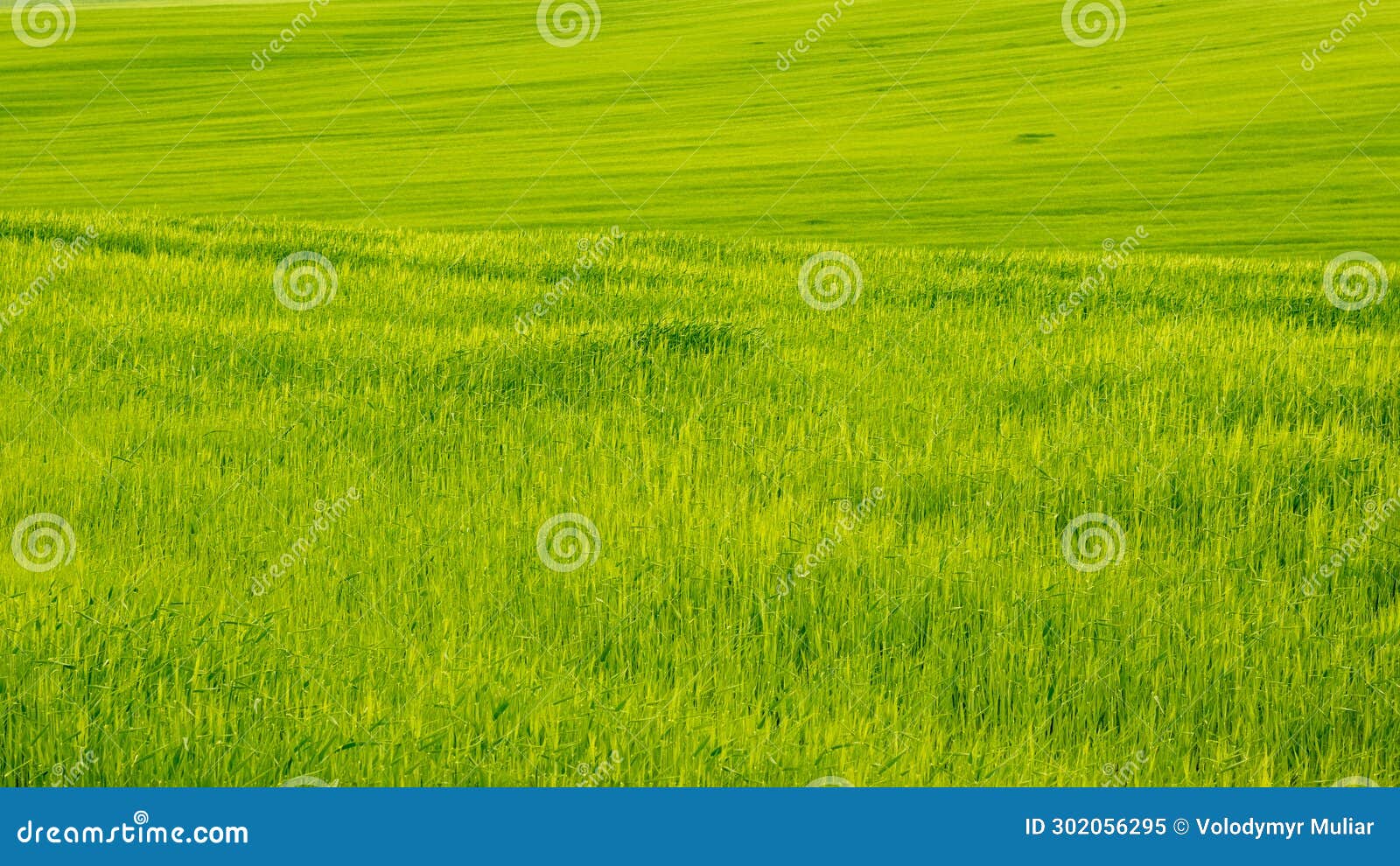 Green Field with Wheat Crops, Background with Green Grass Stock Image ...