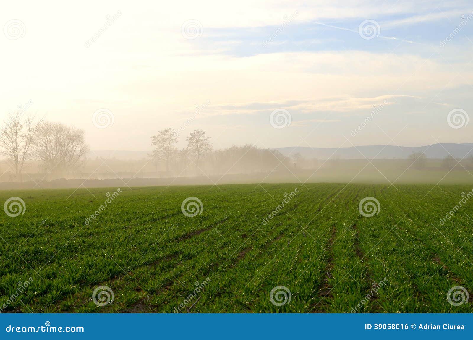 Green field of wheat stock photo. Image of agriculture - 39058016