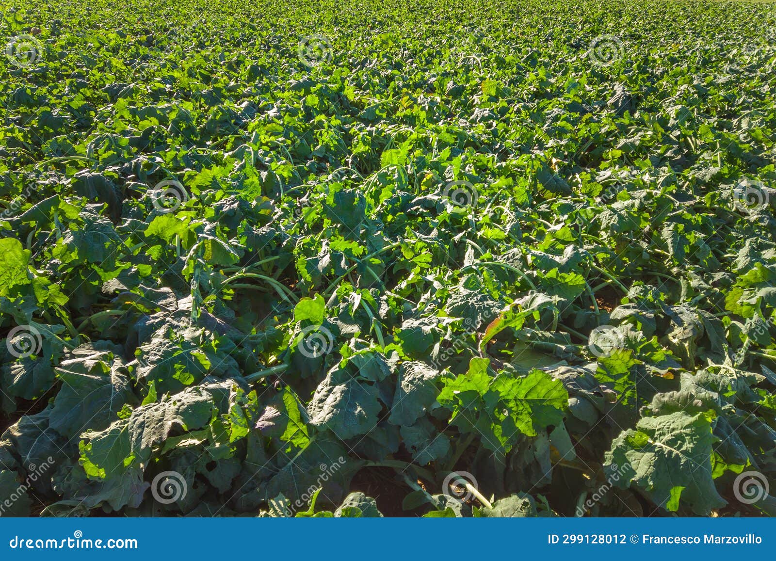 Green Field of Winter Plants Stock Photo - Image of varieties ...