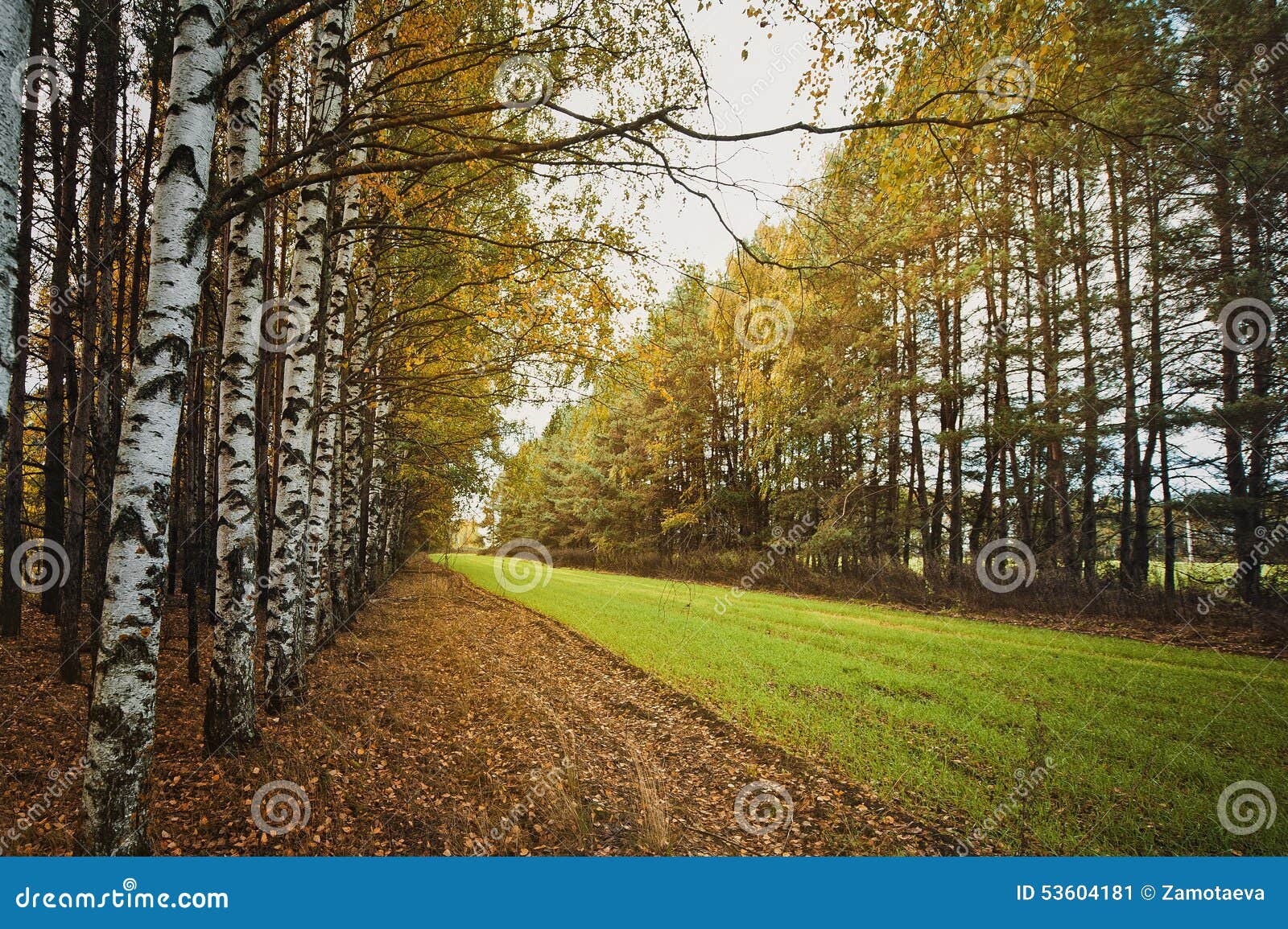 Green Field in the Wood 980. Stock Image - Image of meadow, backgrounds ...