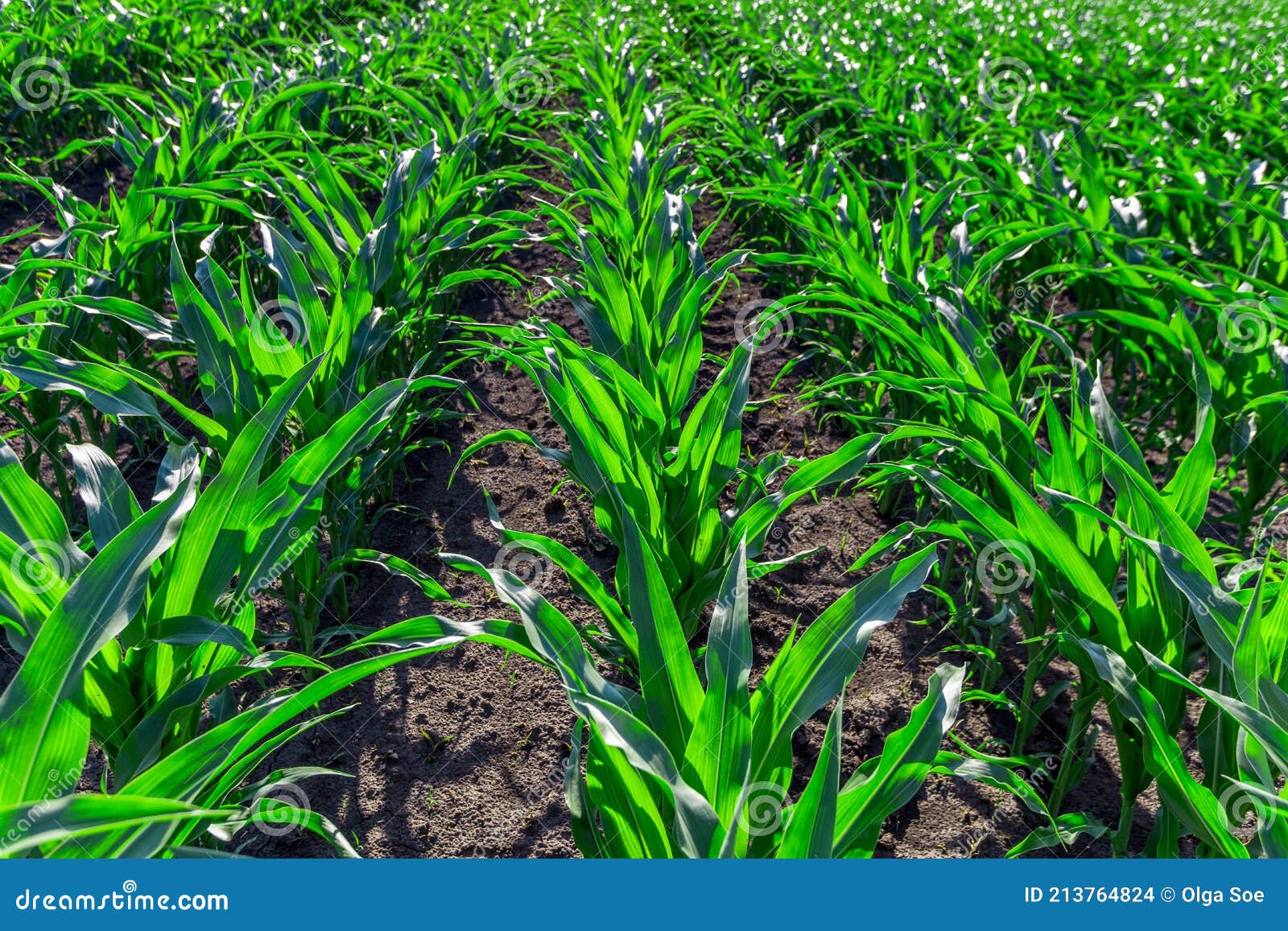 Green Field of Young Corn with Clean Rows Stock Photo - Image of bright ...