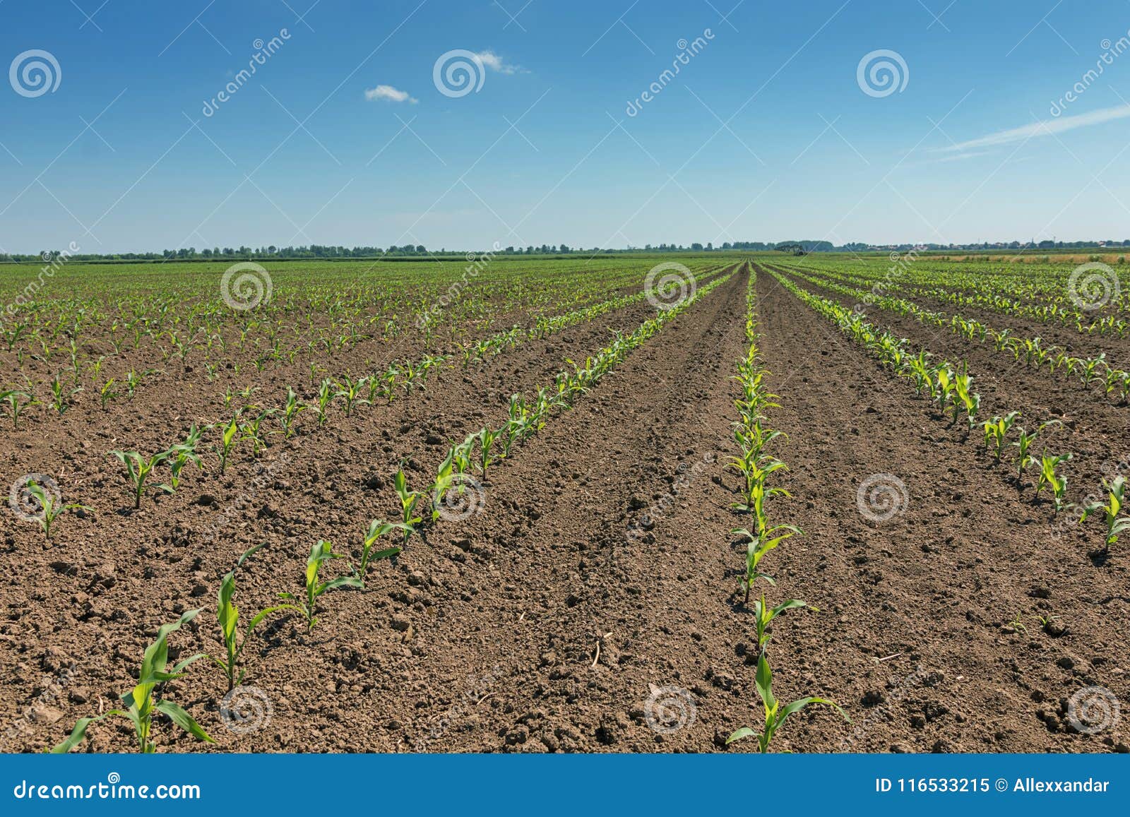 4,112 Corn Field Rows Green Stock Photos - Free & Royalty-Free Stock ...