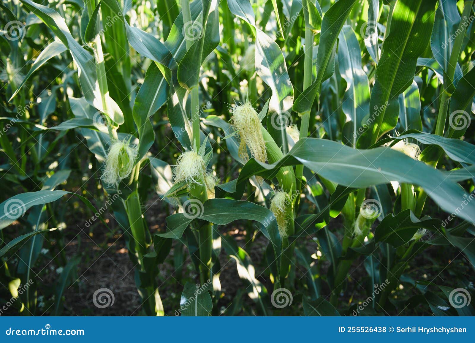 Green Field of Young Corn Under the Sunlight Stock Photo - Image of ...