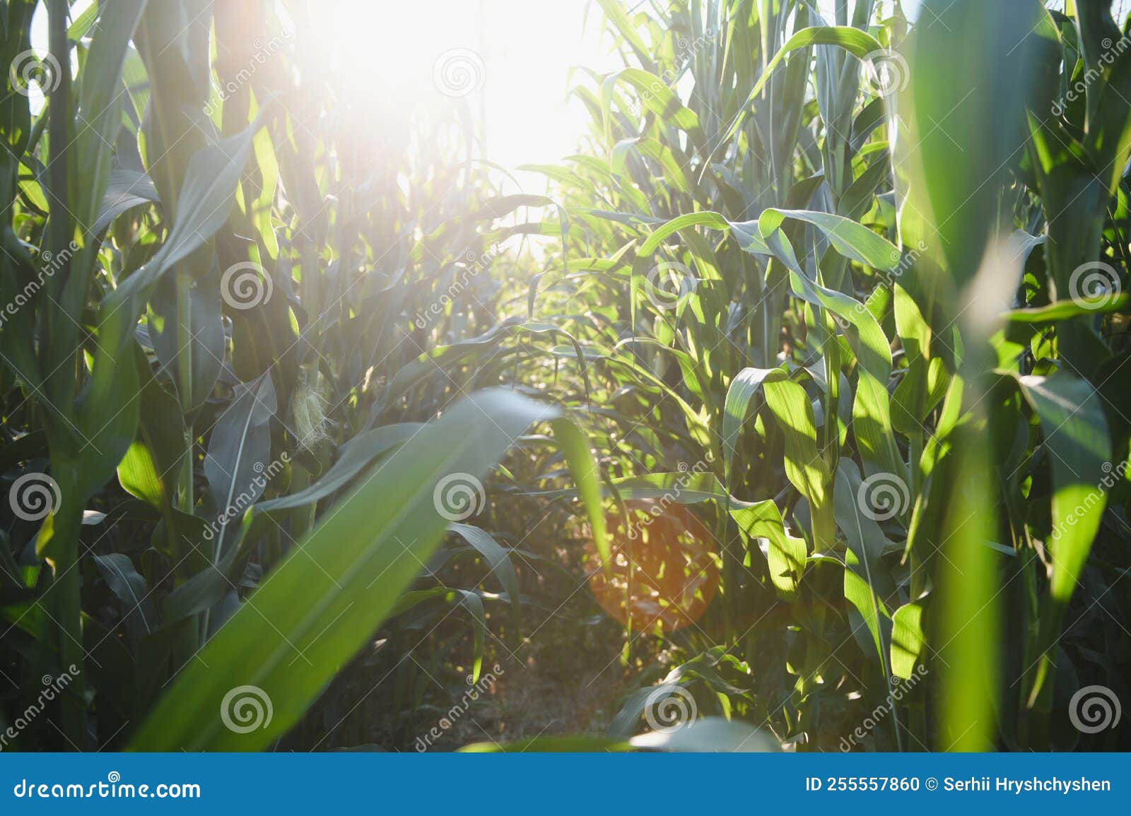 Green Field of Young Corn Under the Sunlight Stock Photo - Image of ...