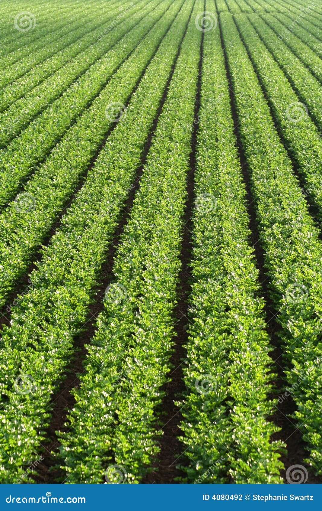 Green fields stock photo. Image of green, fresh, close - 4080492