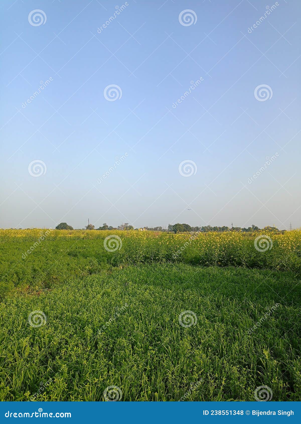 Green Fields with Blue Sky. Stock Photo - Image of nature, blue: 238551348