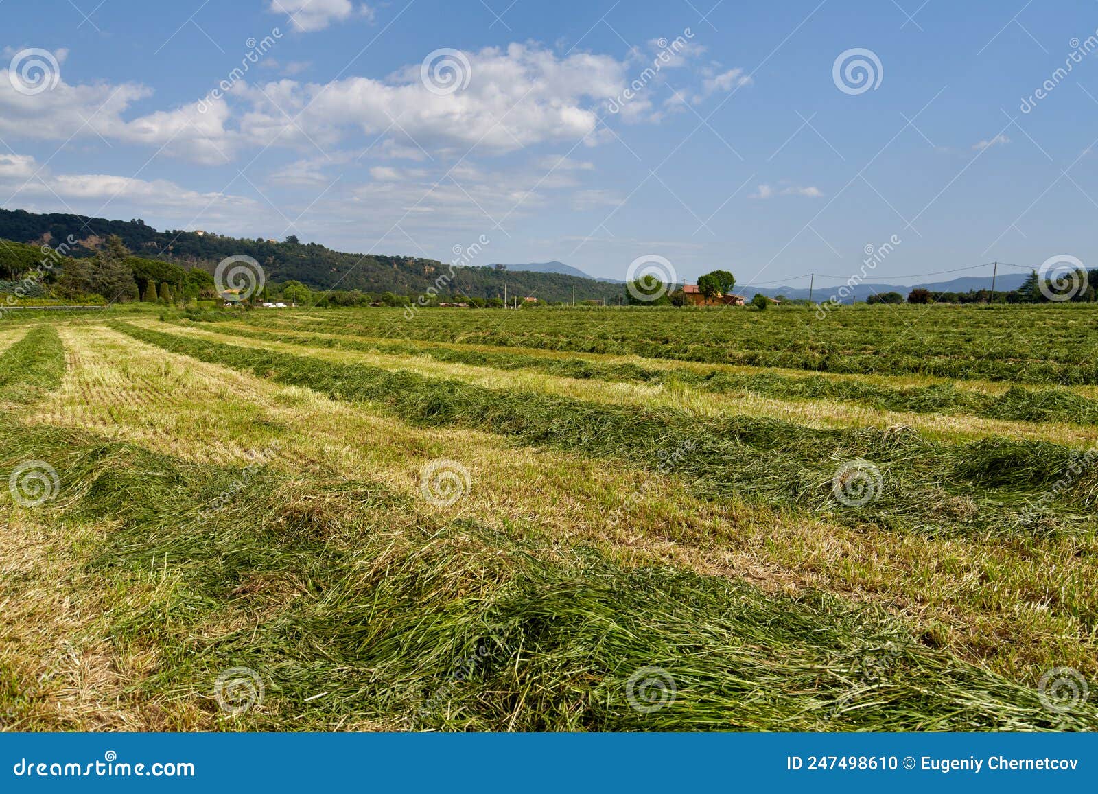 Green Fields with Grass and Hay Cut Ready To Be Harvested Stock Photo ...