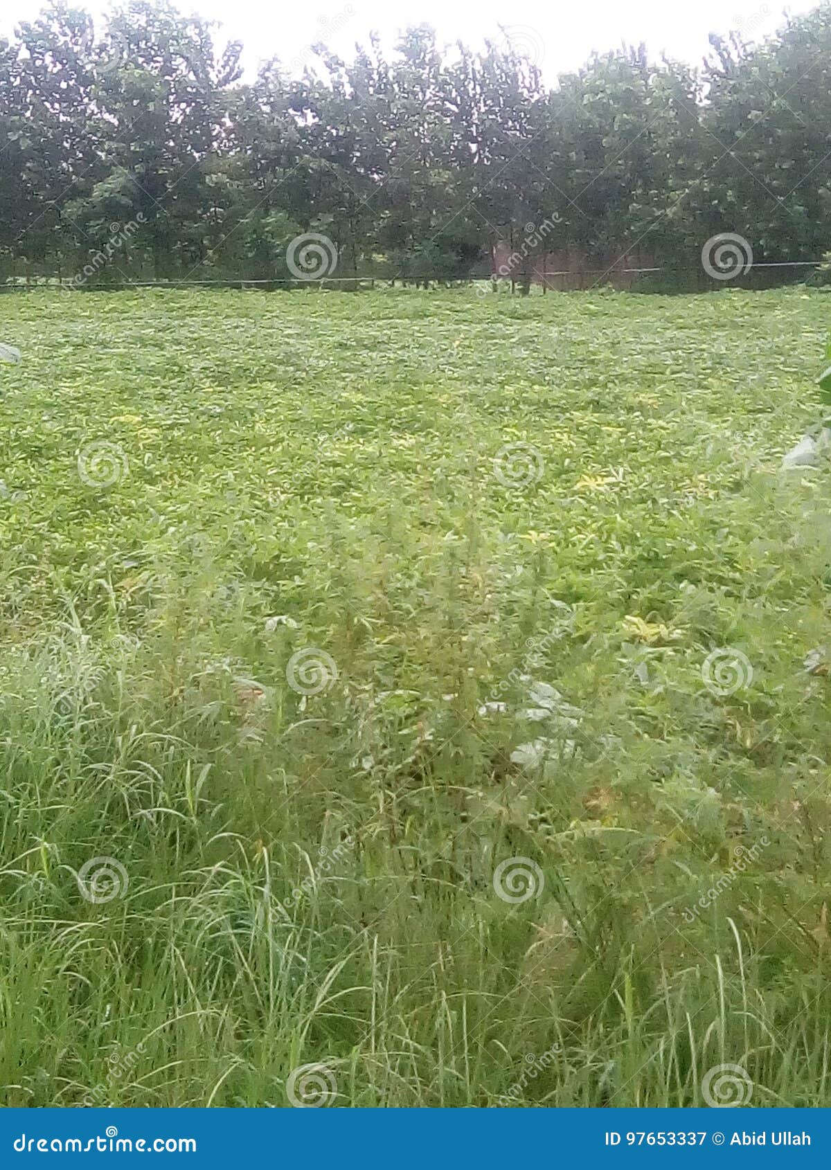 Green Fields with Green Plants and Trees Stock Image - Image of green ...