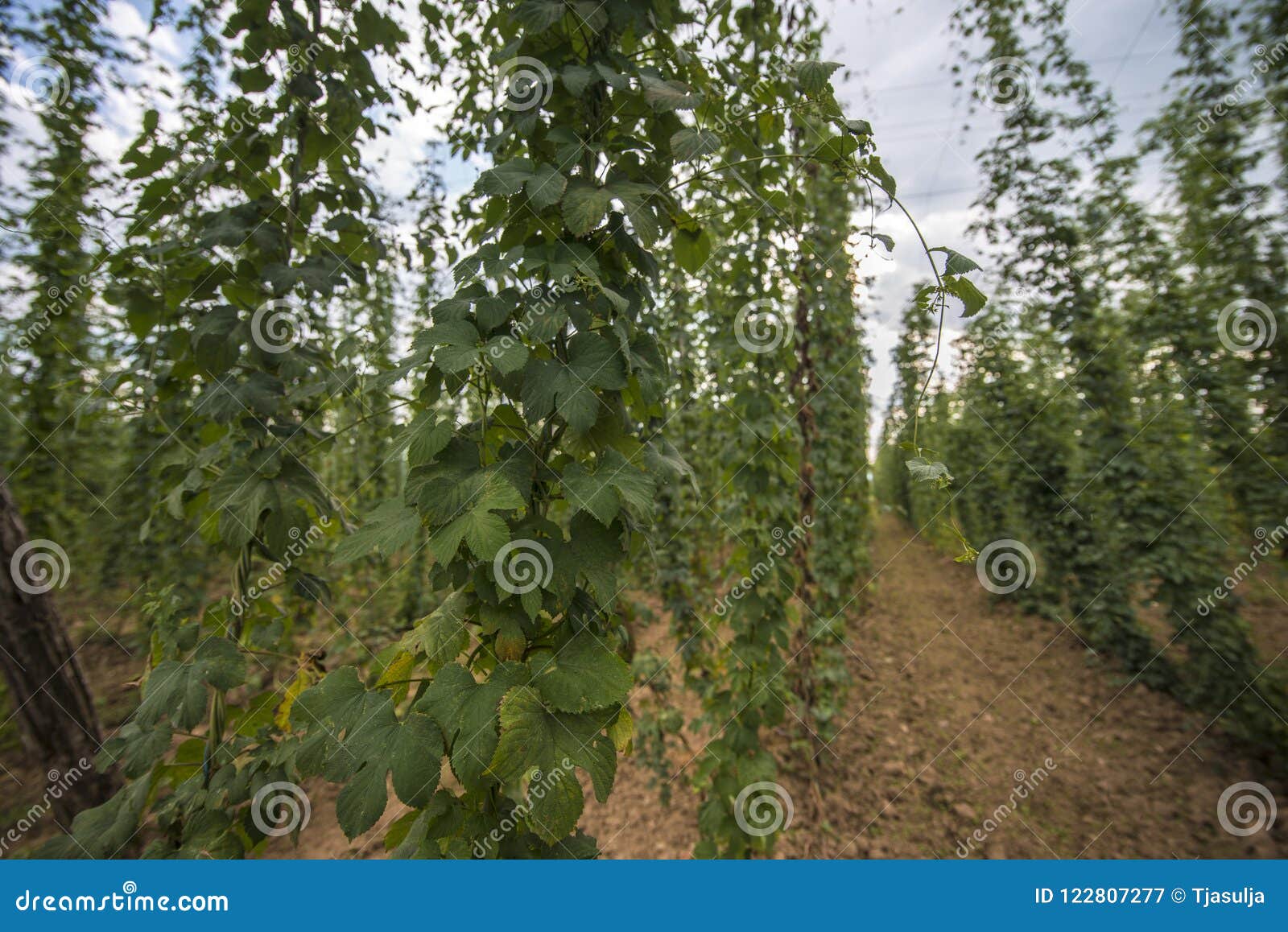 Green fields of hops stock image. Image of color, desktop - 122807277