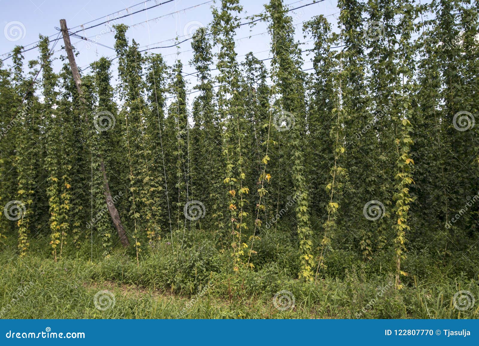 Green fields of hops stock photo. Image of flora, crop - 122807770