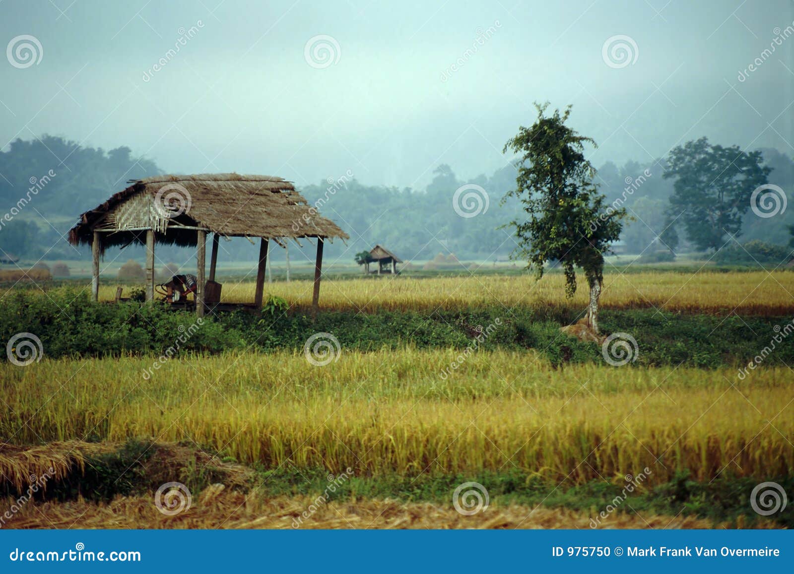 Green Fields of Hsipaw - Myanmar Stock Photo - Image of holiday, east ...