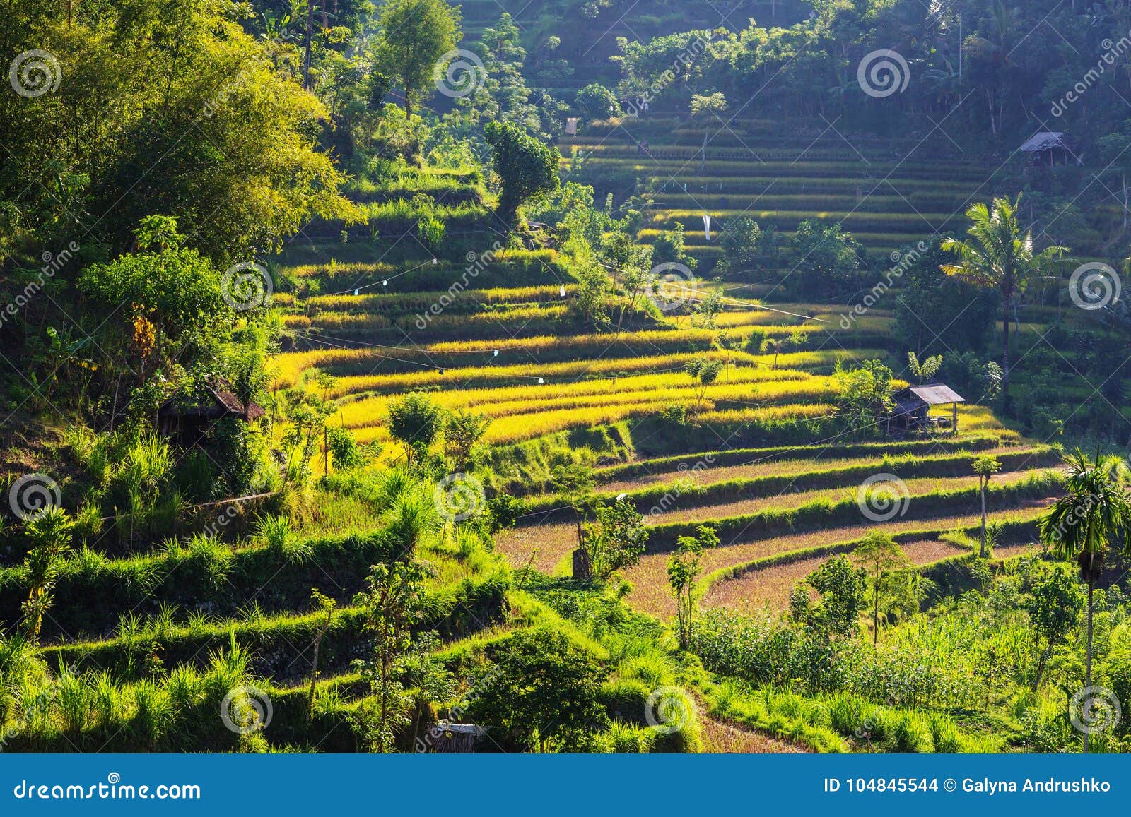 Field in Indonesia stock photo. Image of plantation - 104845544