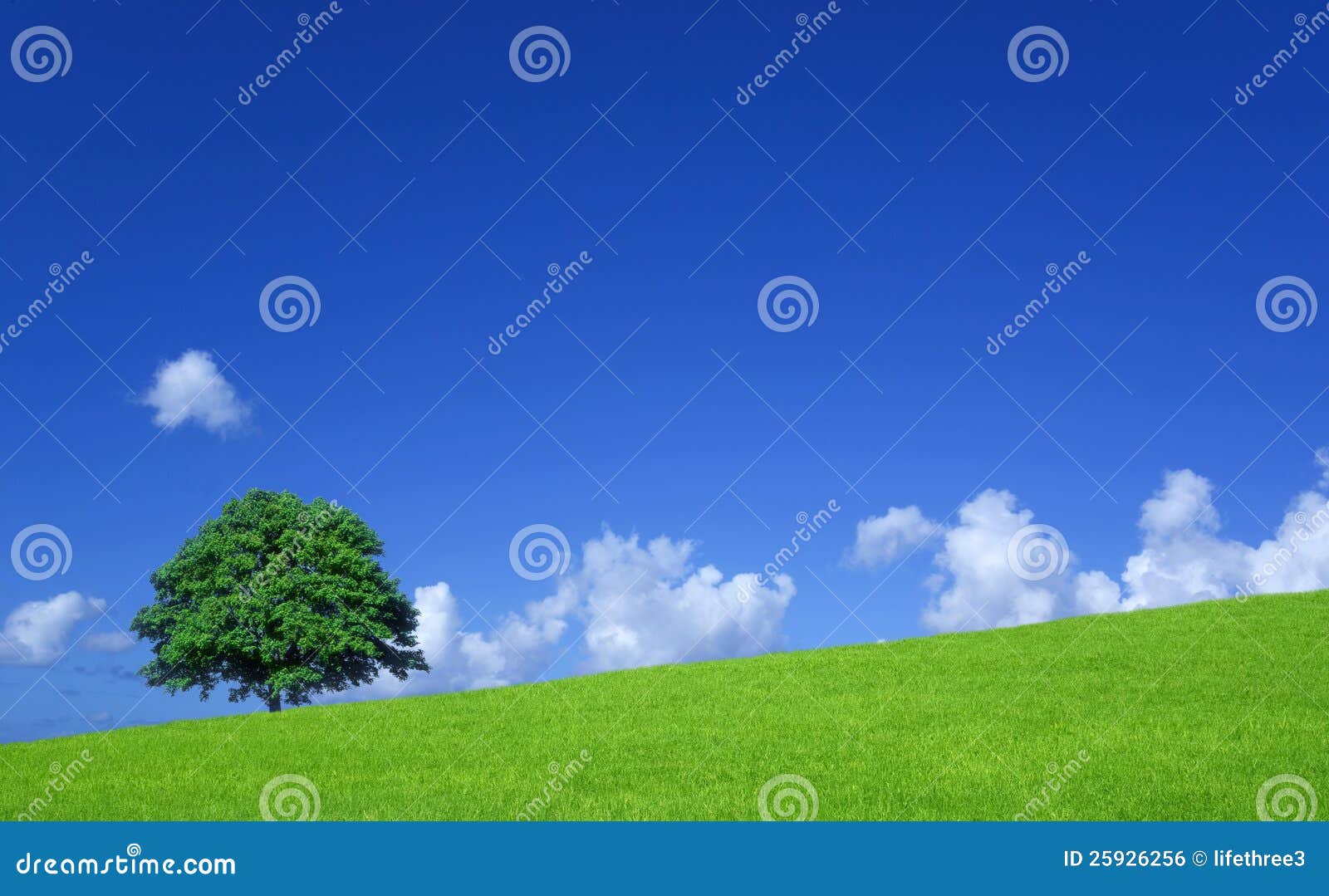 Green fields and lone tree stock photo. Image of lush - 25926256