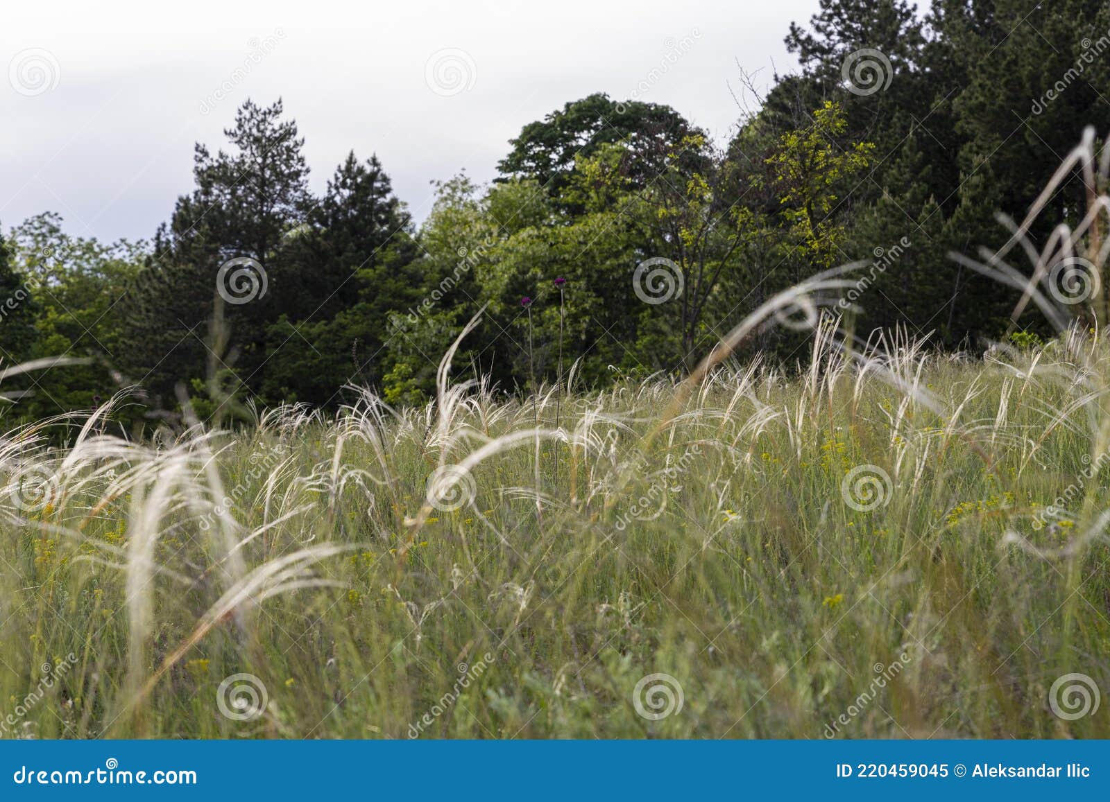 Green Fields and Meadows in the Woods Stock Image - Image of timber ...