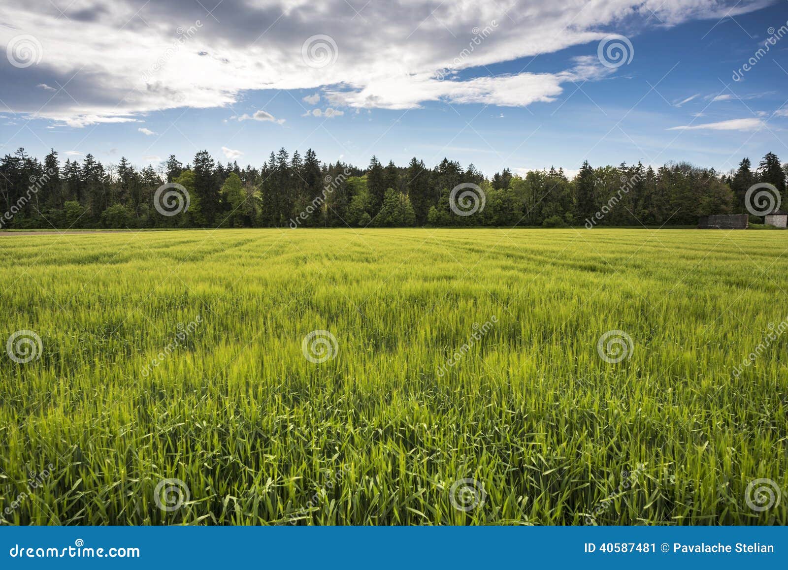 Green Fields Near Forest in Thun Stock Image - Image of switzerland ...