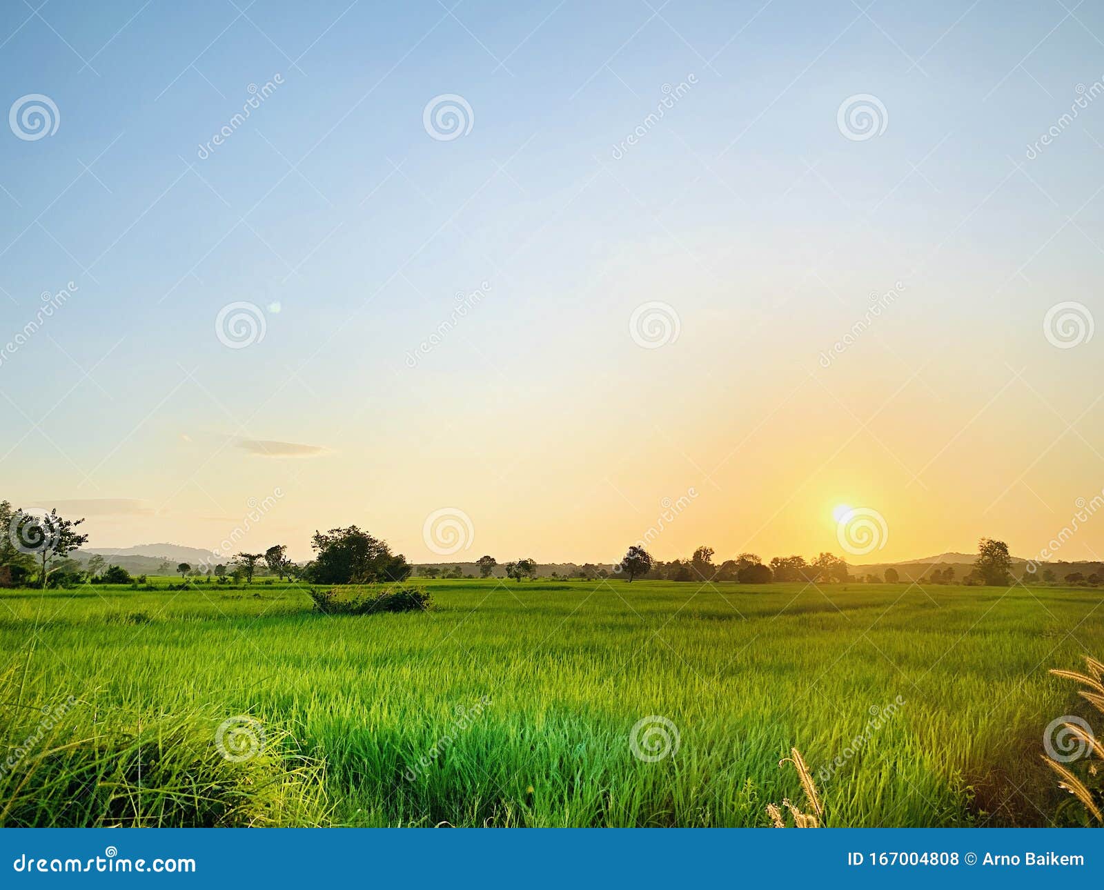 Natural Rice Fields in Pattani, Thailand Stock Photo - Image of natural ...