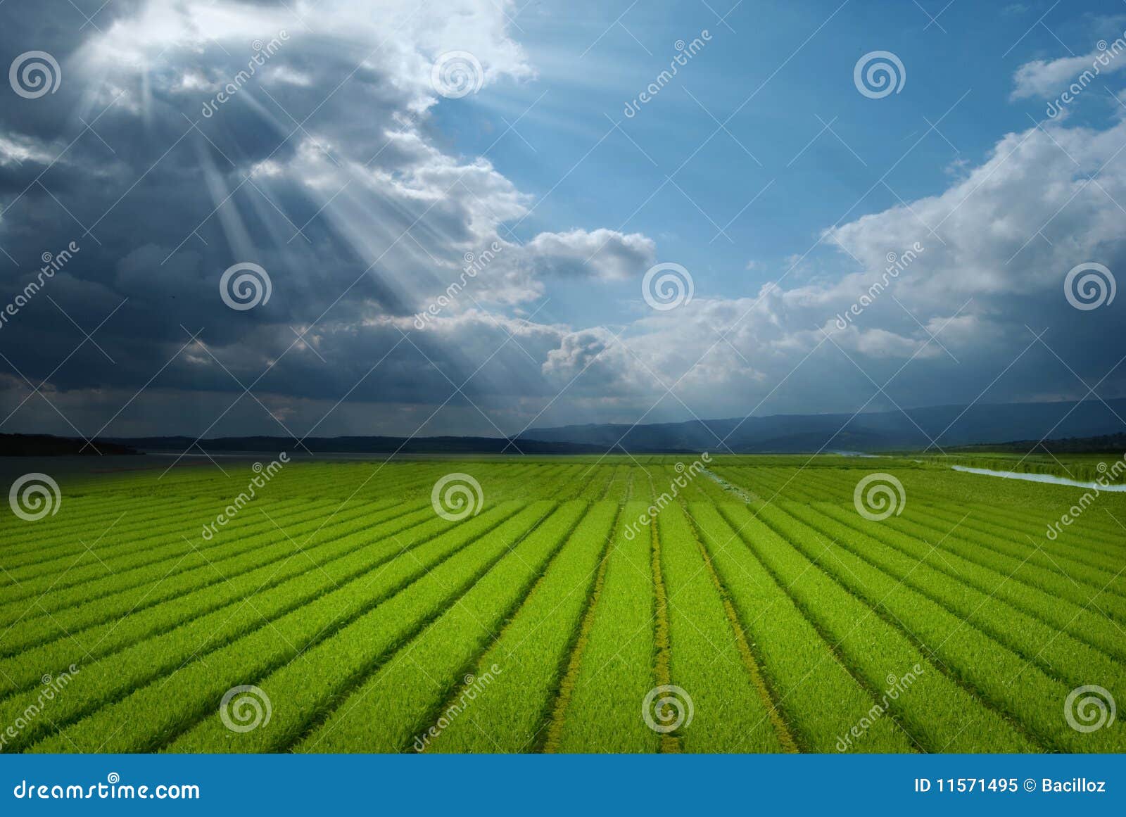 Green fields after raining stock image. Image of field - 11571495