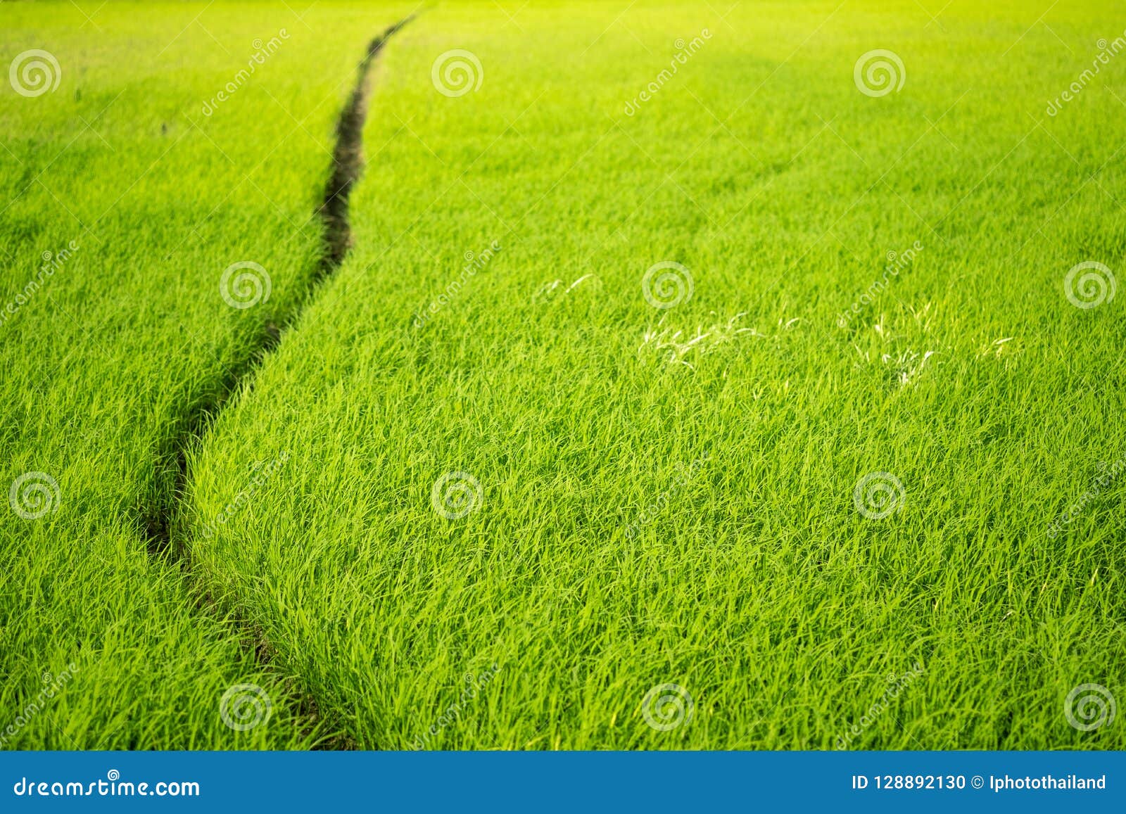 Green Fields,Rice Field Texture Background for Spring or Summer Stock ...