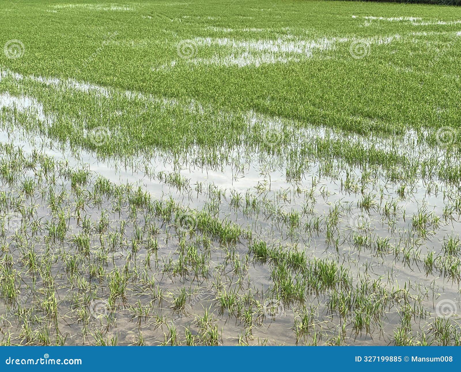 Green Fields of Rice in Rainy Season Stock Image - Image of crop ...