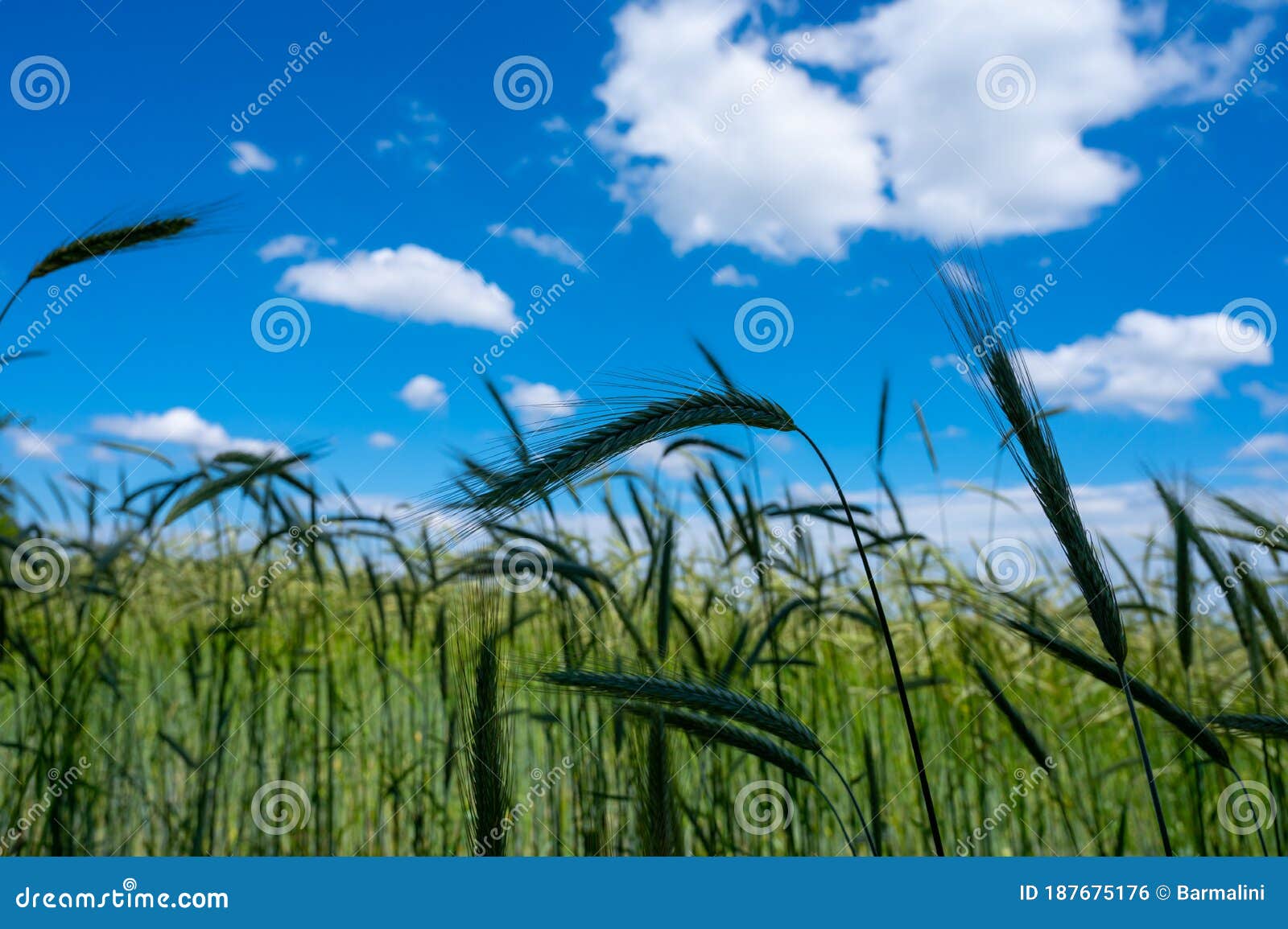 Green Fields of Ripening Rye Grain Plants in Sunny Day Stock Photo ...