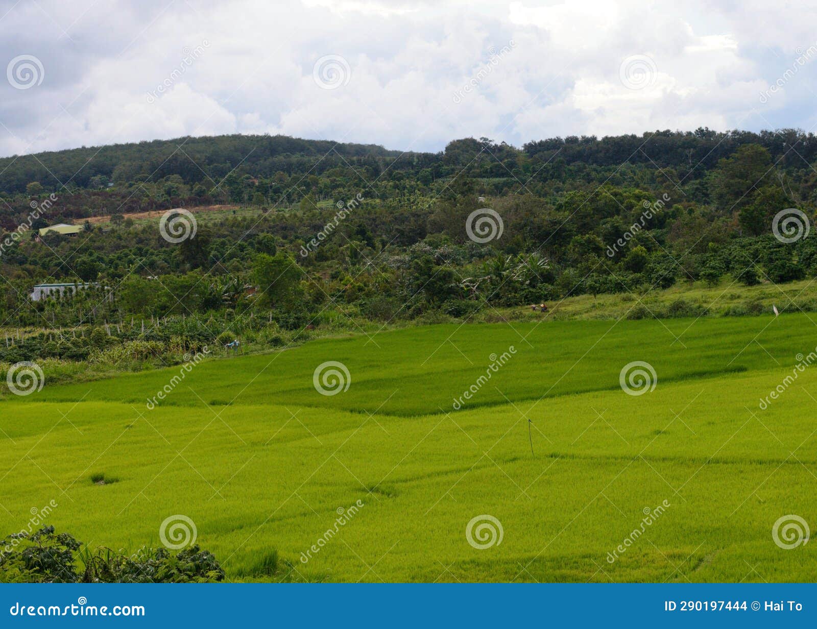 Green Fields and Rows of Trees and Mountains Stock Photo - Image of ...