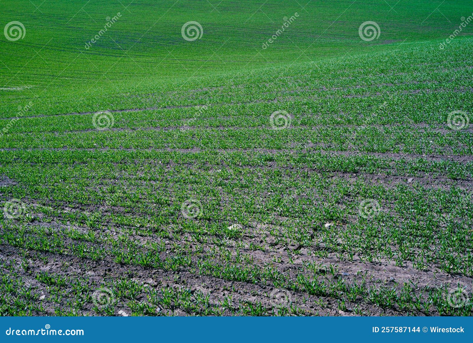 Green Fields of Toten, Norway, in Spring. Stock Photo - Image of ...
