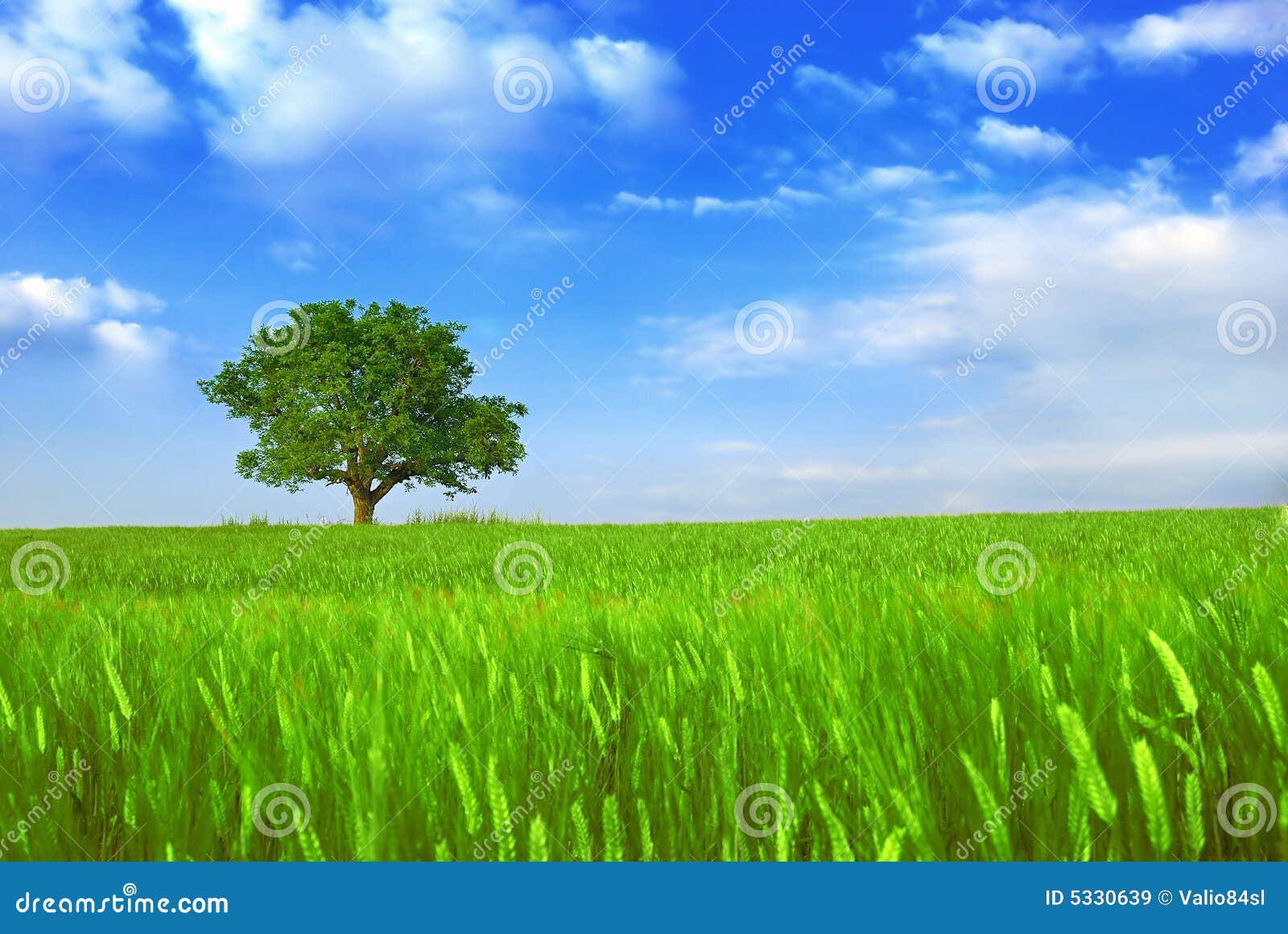 Green fields and tree stock image. Image of green, prairie - 5330639