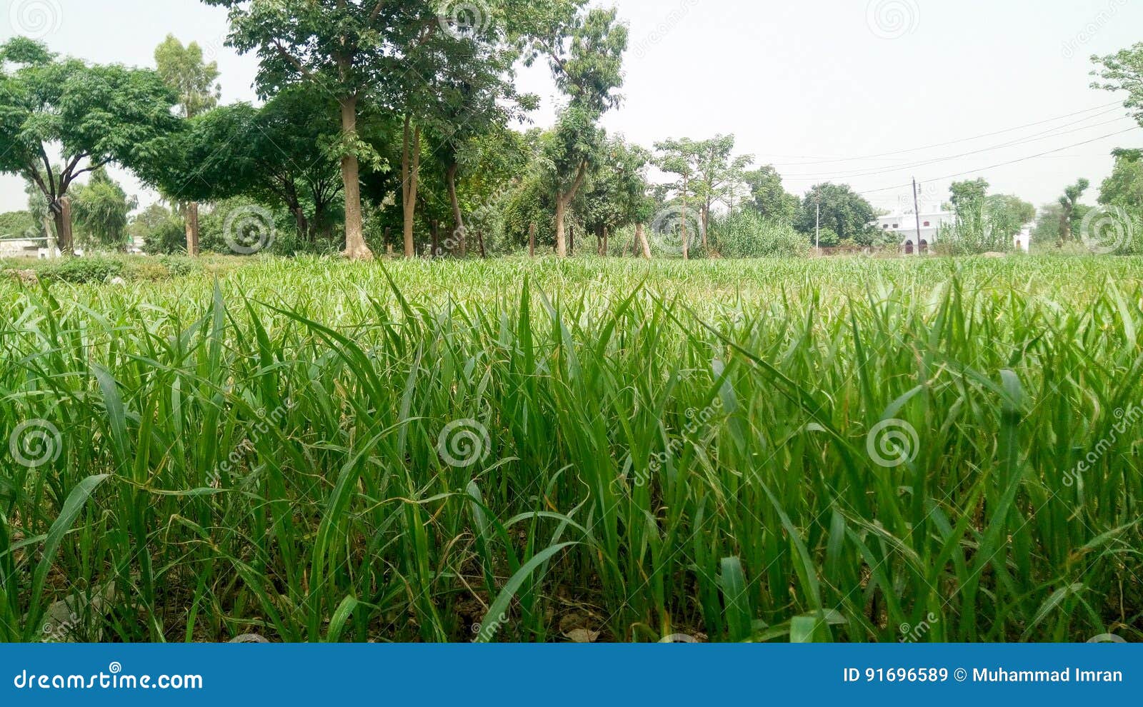 Green fields with trees stock image. Image of stem, nature - 91696589