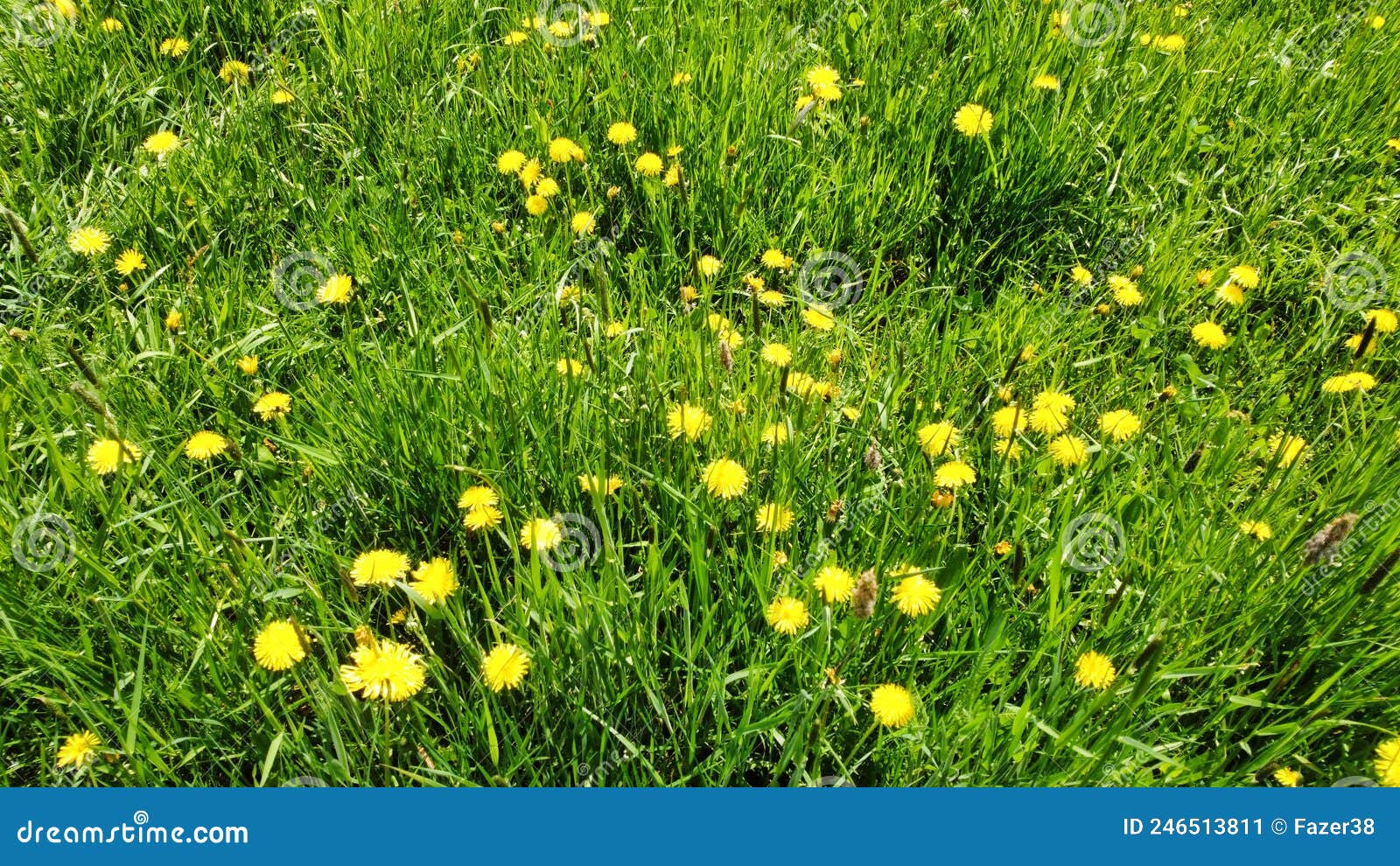 Green Fields and Trees Landscape Shot Stock Image - Image of country ...