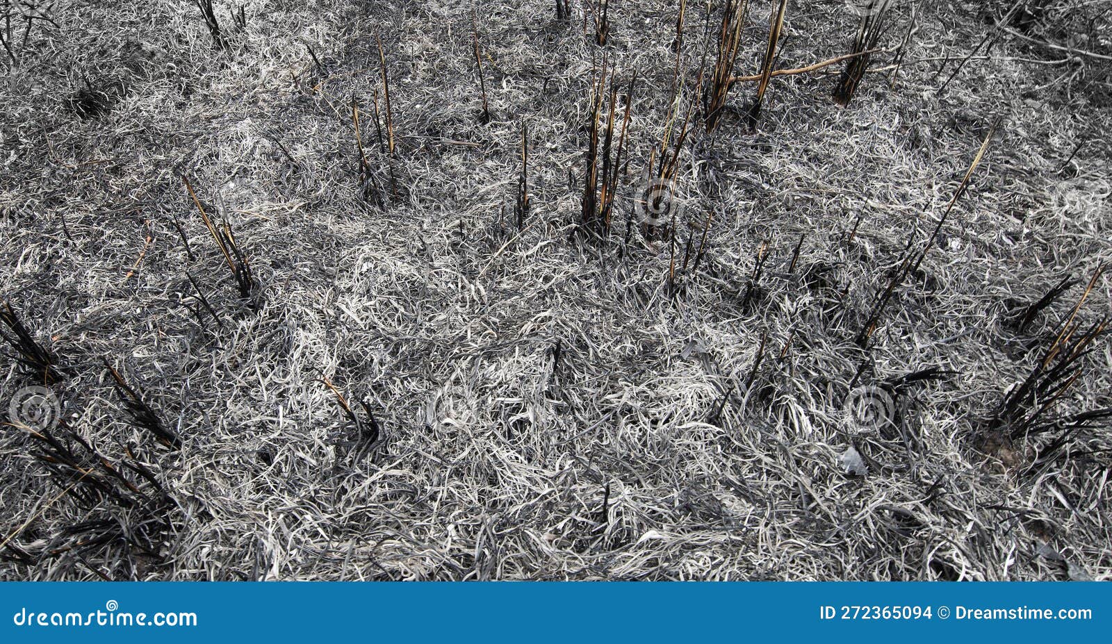 Green Fields Turned To Gray Ashes from the Fire Stock Photo - Image of ...