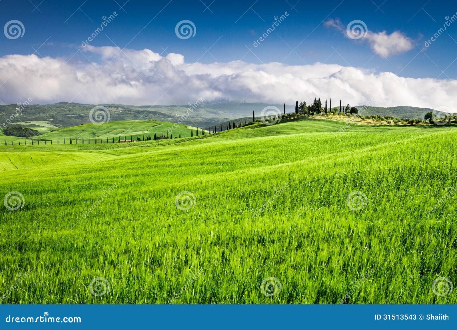 Green Fields of Wheat in the Countryside, Tuscany Stock Image - Image ...