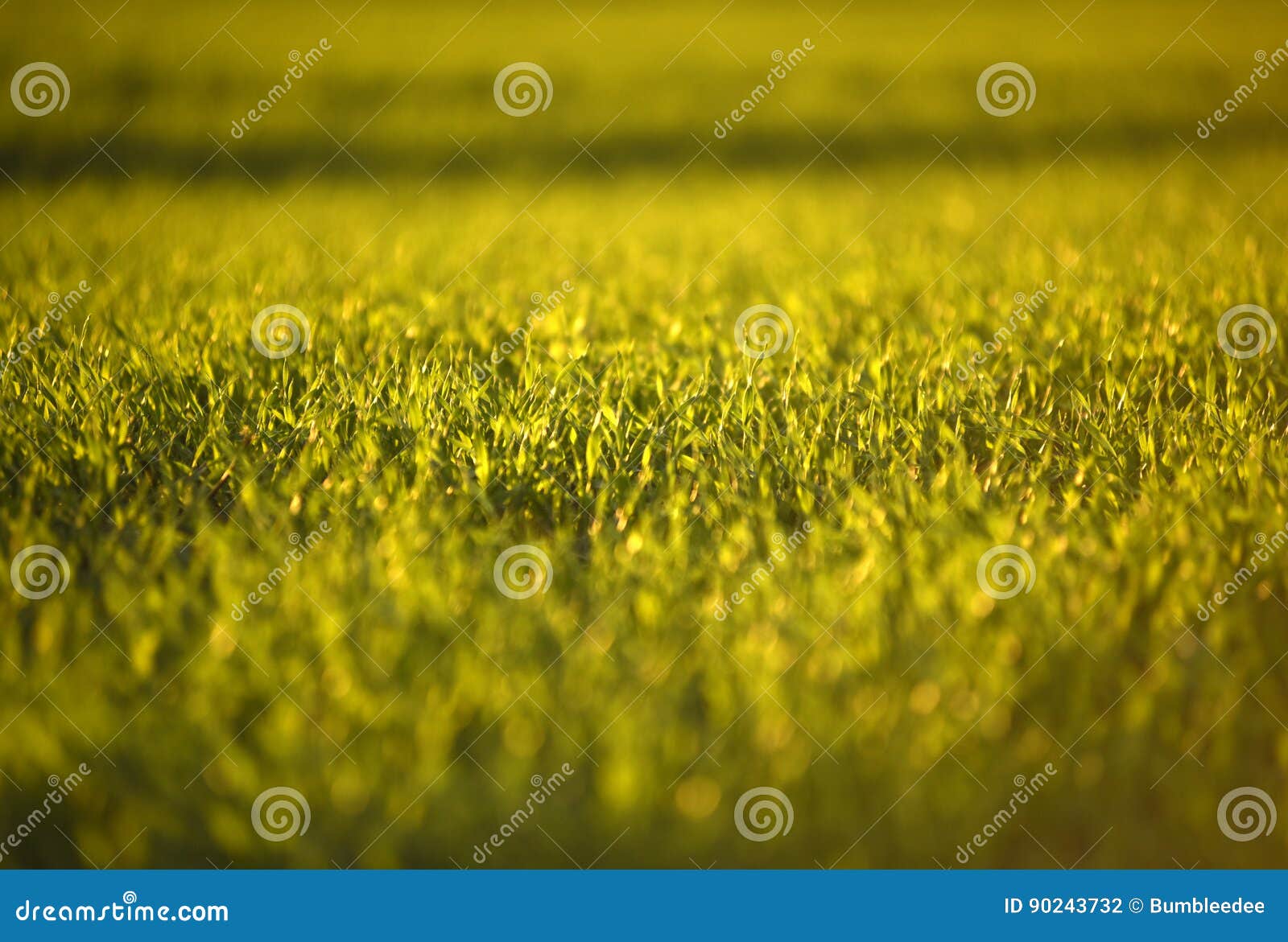 Green Fields of Wheat in Spring. Fresh Green Wheat Grass in Sunlight ...
