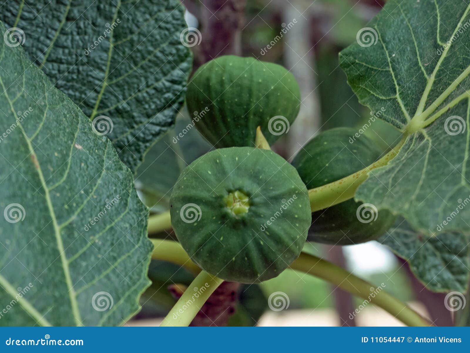Green fig stock image. Image of green, tree, field, fruit - 11054447