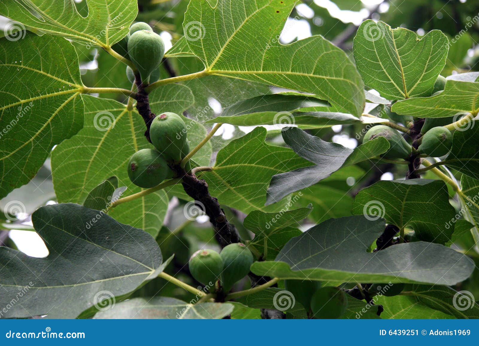 Green fig stock image. Image of sepal, green, plant, food - 6439251