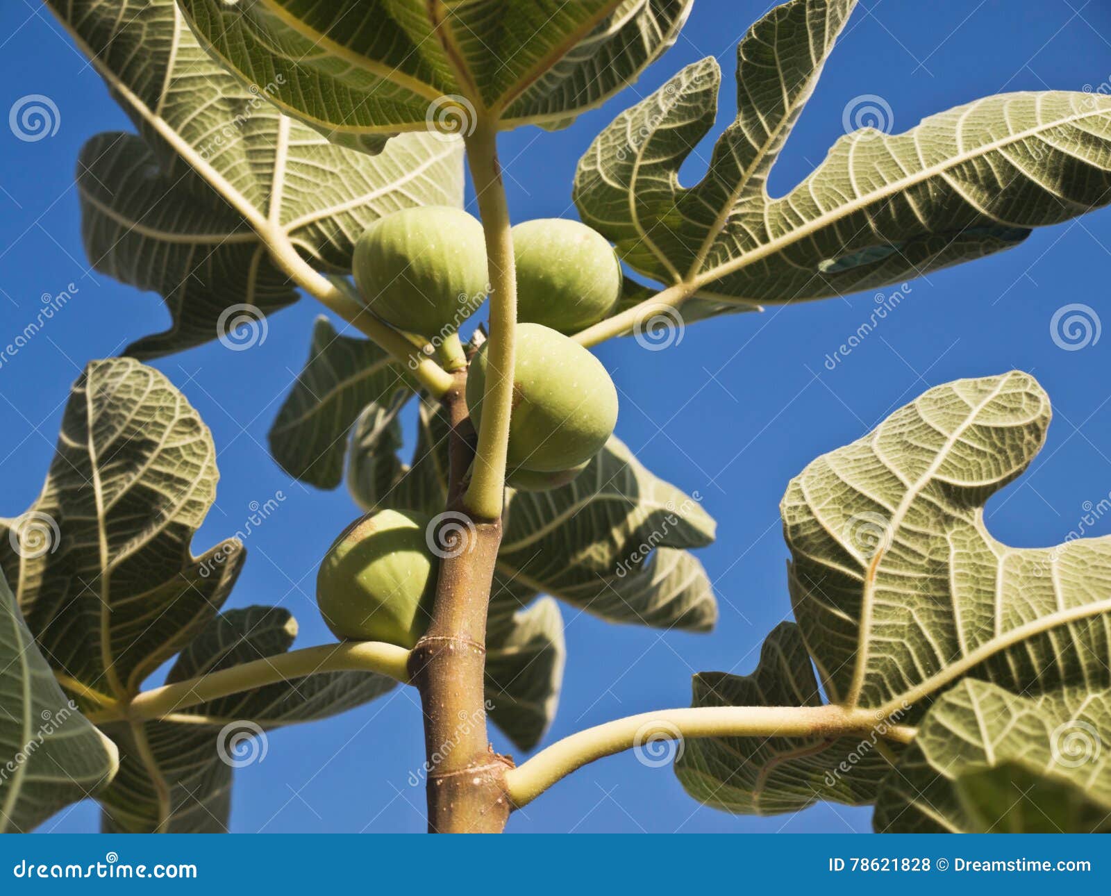 Green fig branch stock photo. Image of nature, background - 78621828